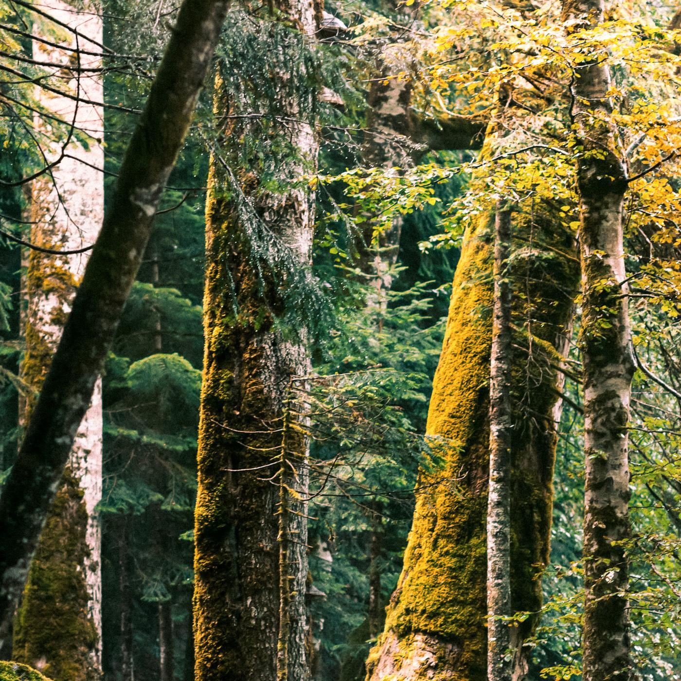 Summer Rains - Meditation Rain Sounds/Rain for Deep Sleep/Rain Sounds ...