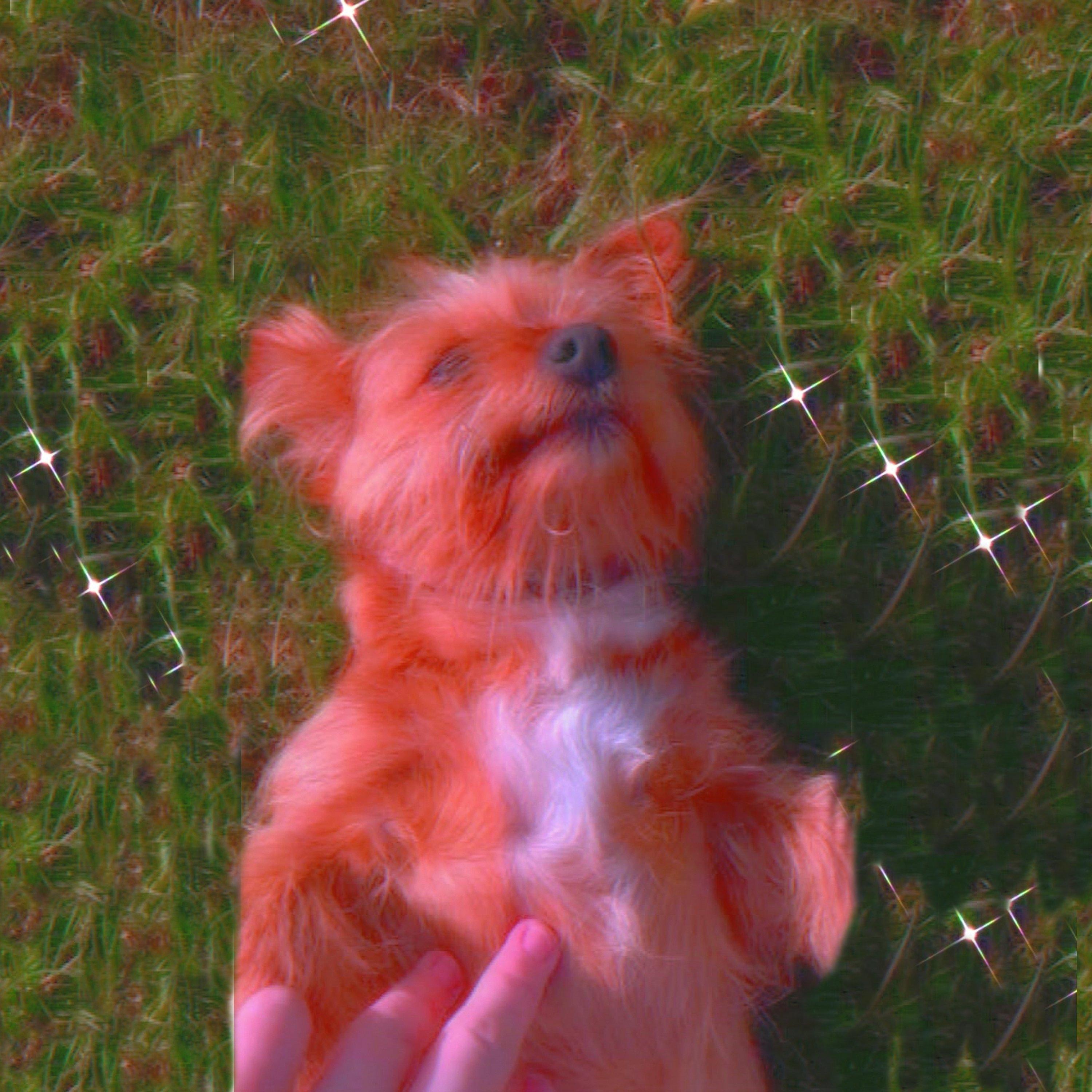 Dreaming Of You - Litzi - 专辑 - 网易云音乐