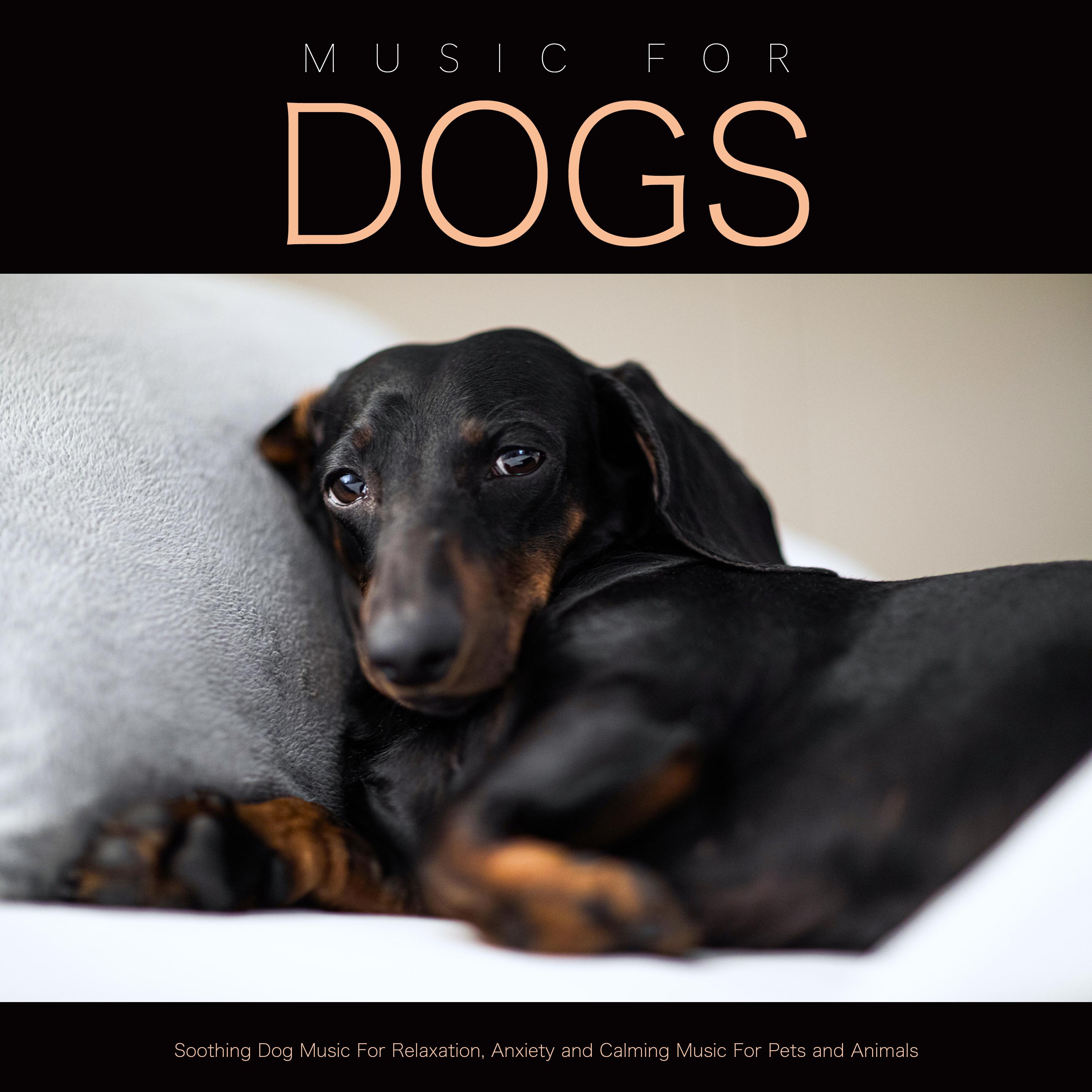 Music For Dogs: Soothing Dog Music For Relaxation, Anxiety and Calming ...