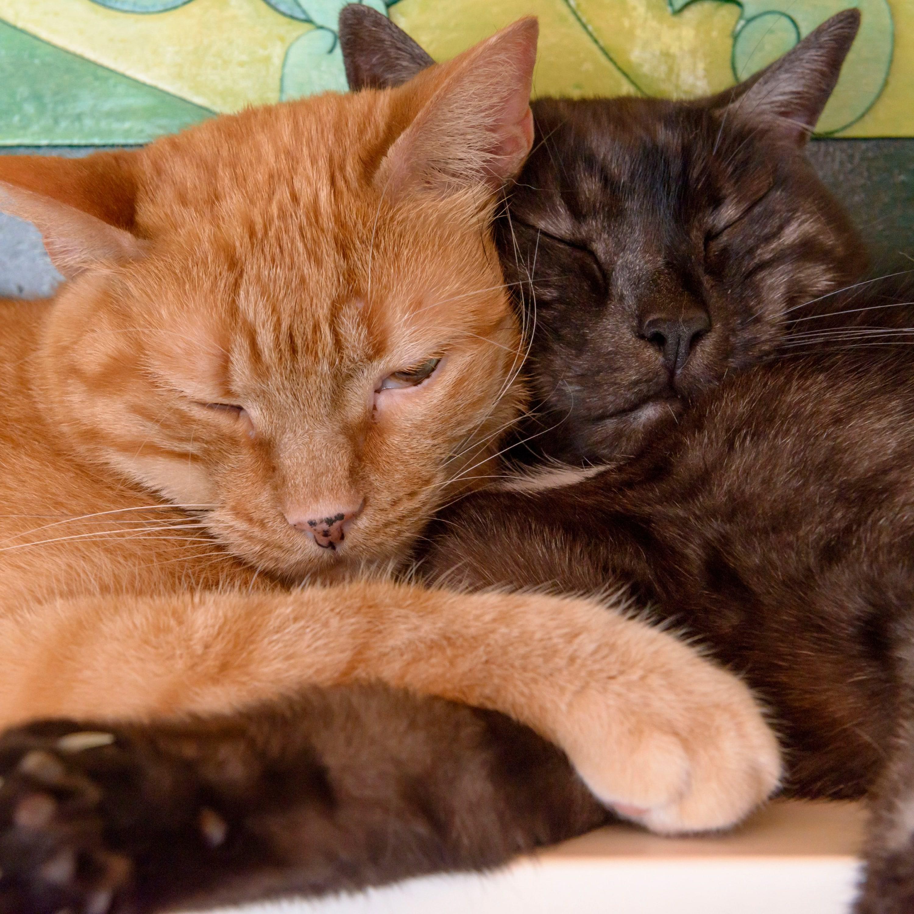 Whispers Soothe The Furry Ears - Joyful Tunes/Midnight Pet Harmony ...