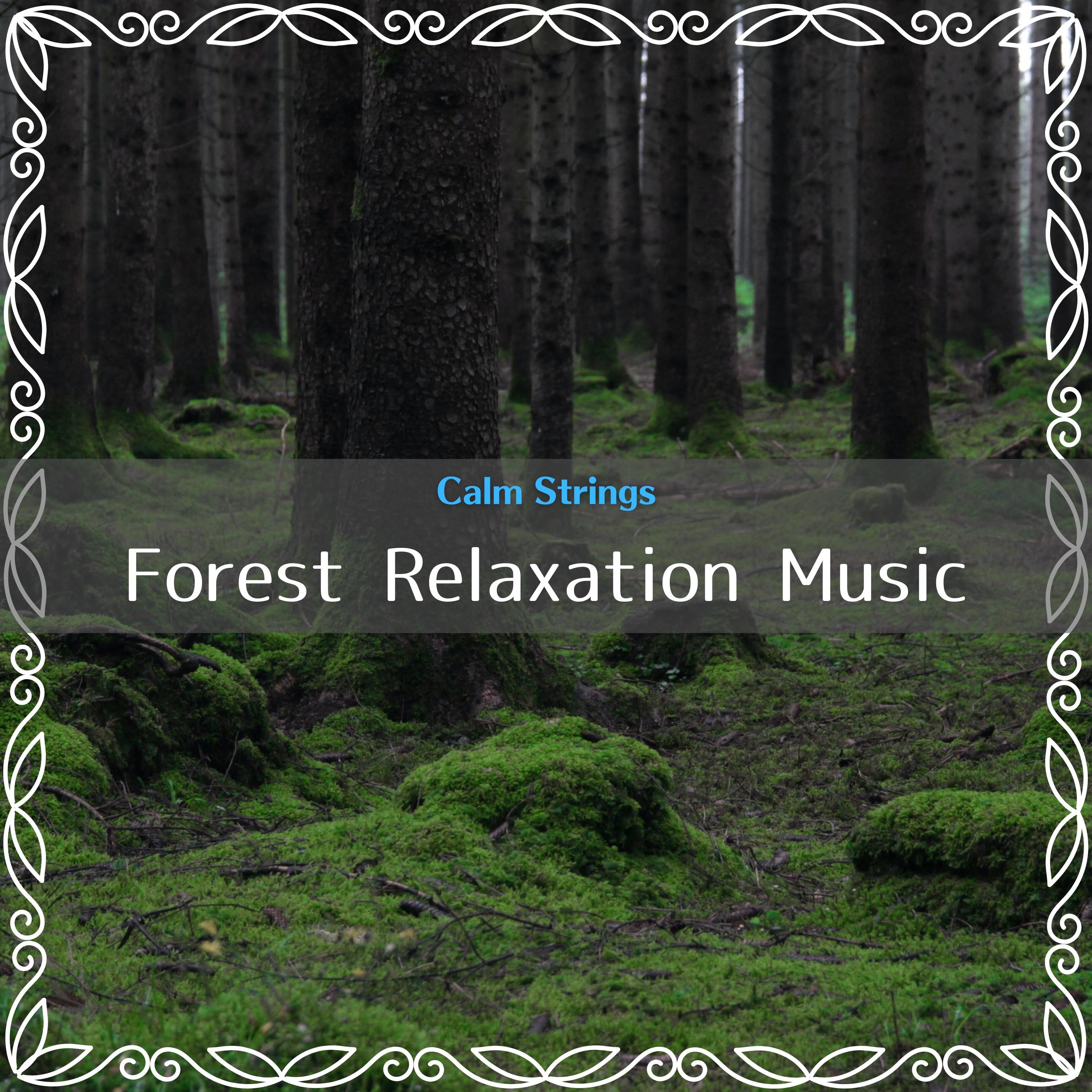 Forest Relaxation Music - Calm Strings - 专辑 - 网易云音乐