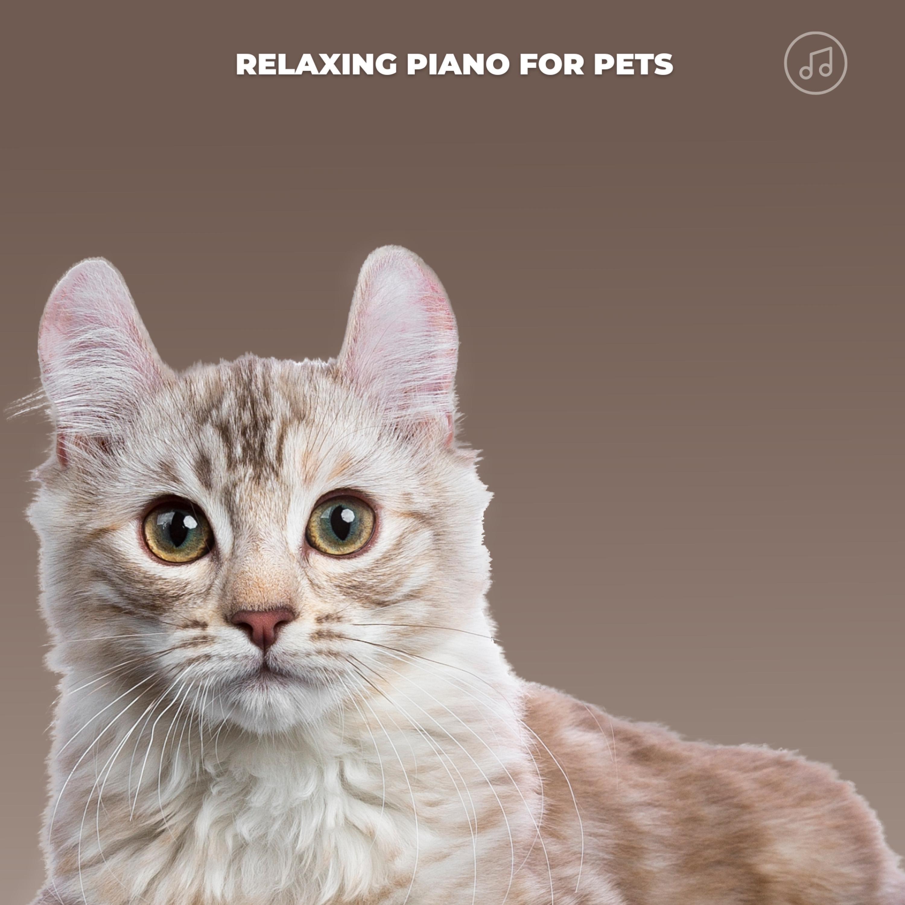 Catnip Dreams - Relaxing Piano For Pets/Cat Music/Music For Cats - 单曲 ...