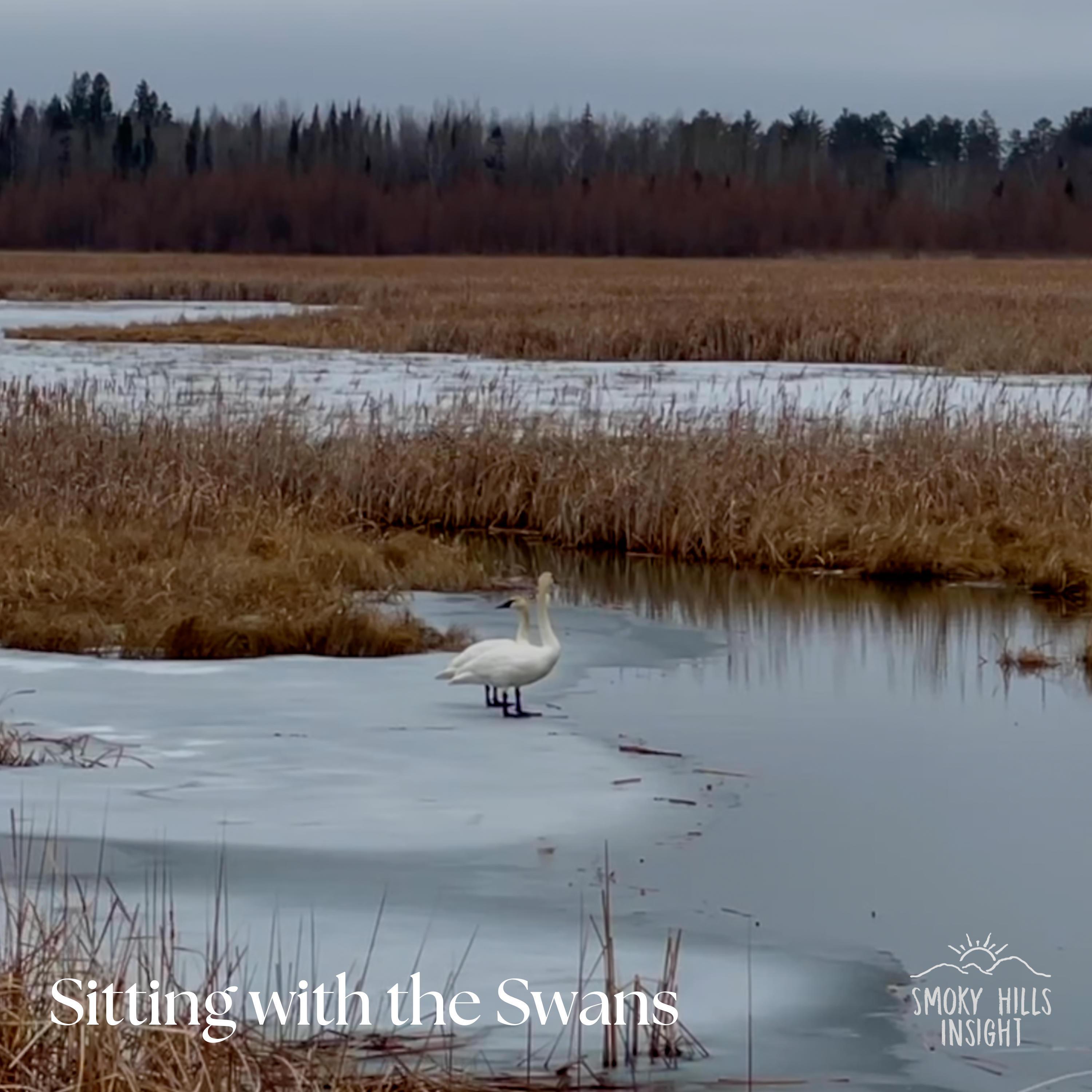 Sitting with the Swans (feat. Téa Renee) - Smoky Hills Insight - 专辑 - 网易云音乐