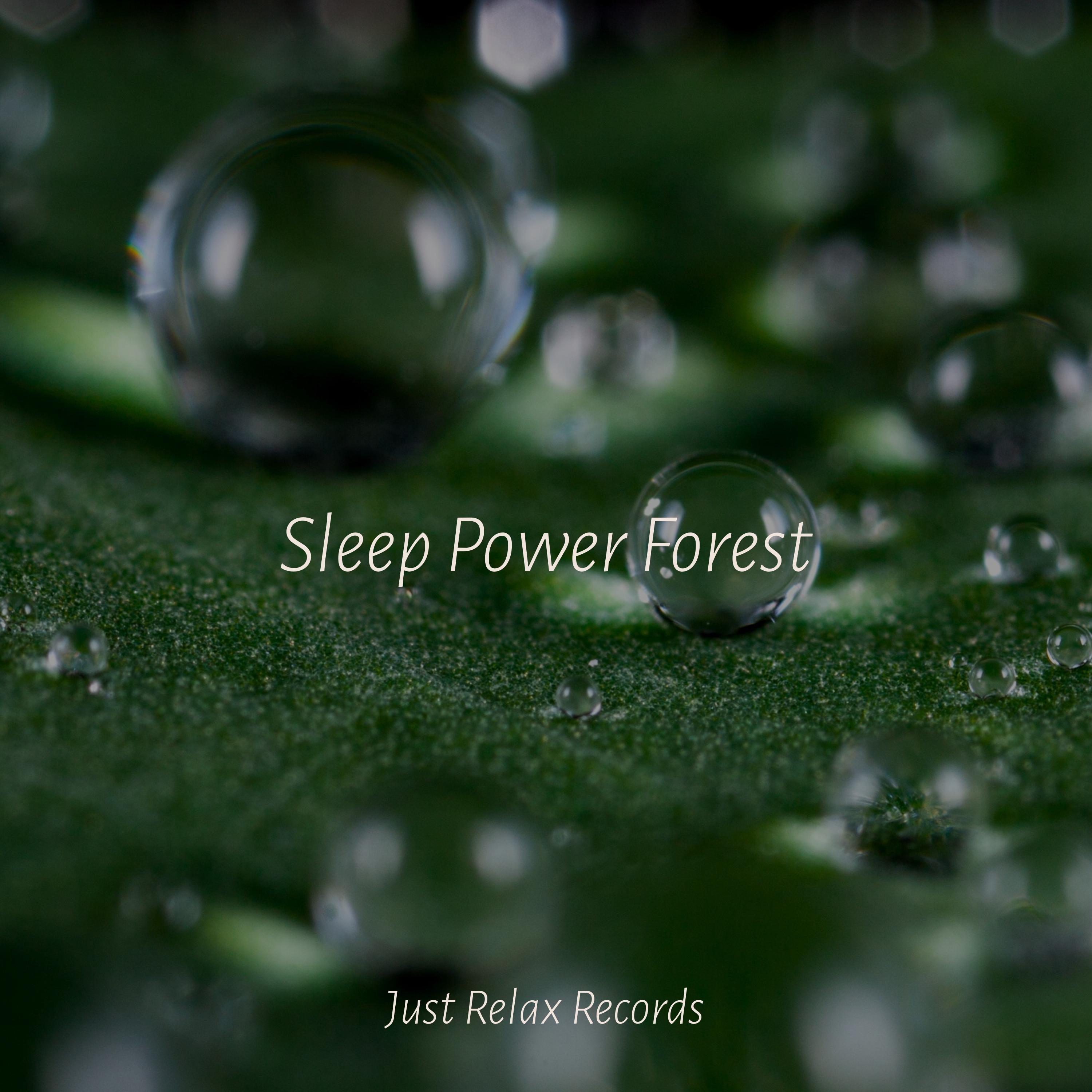 Sleep Power Forest - New Age - 专辑 - 网易云音乐