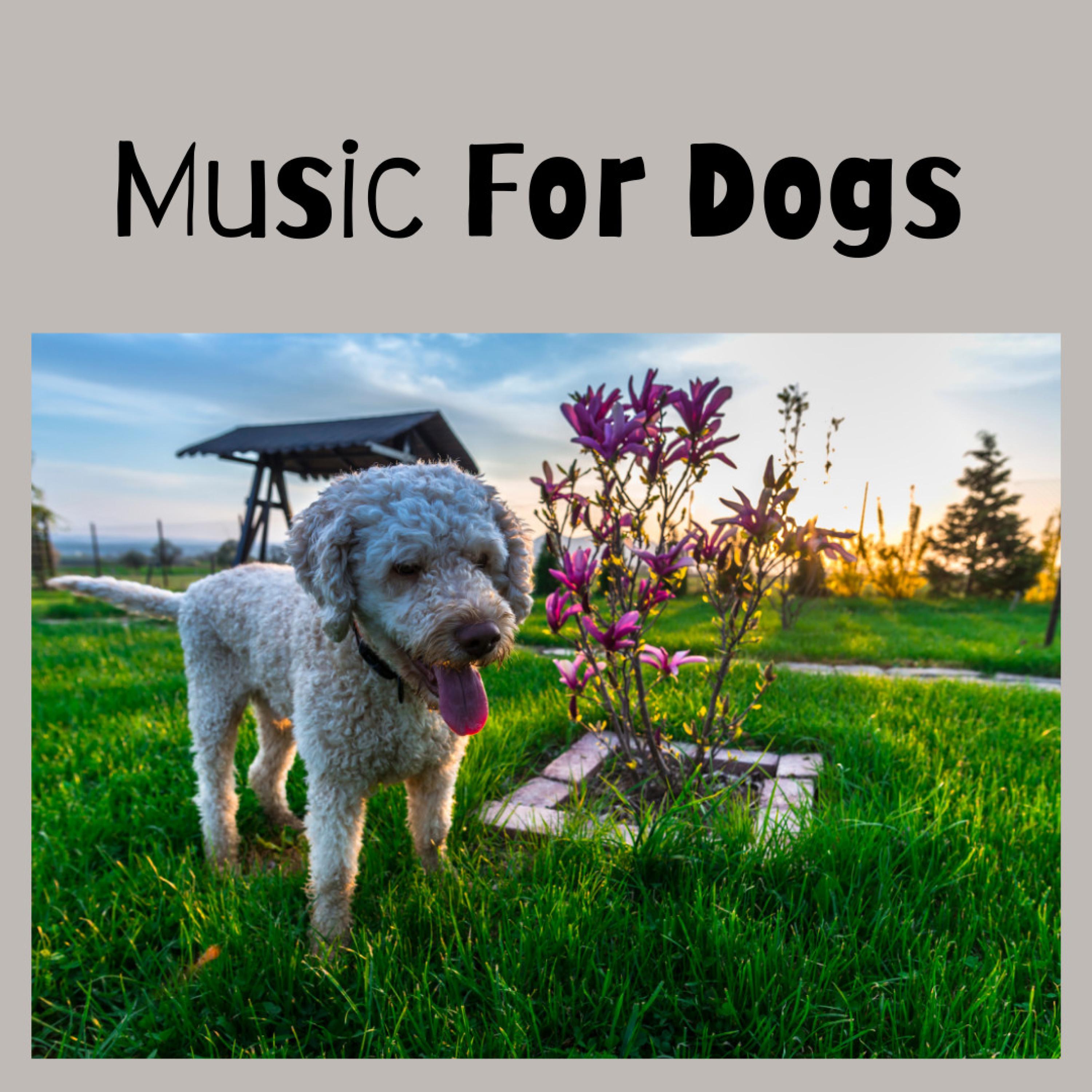 Canine Sleep - Music For Dogs/Music For Dogs Peace/Relaxing Puppy Music ...