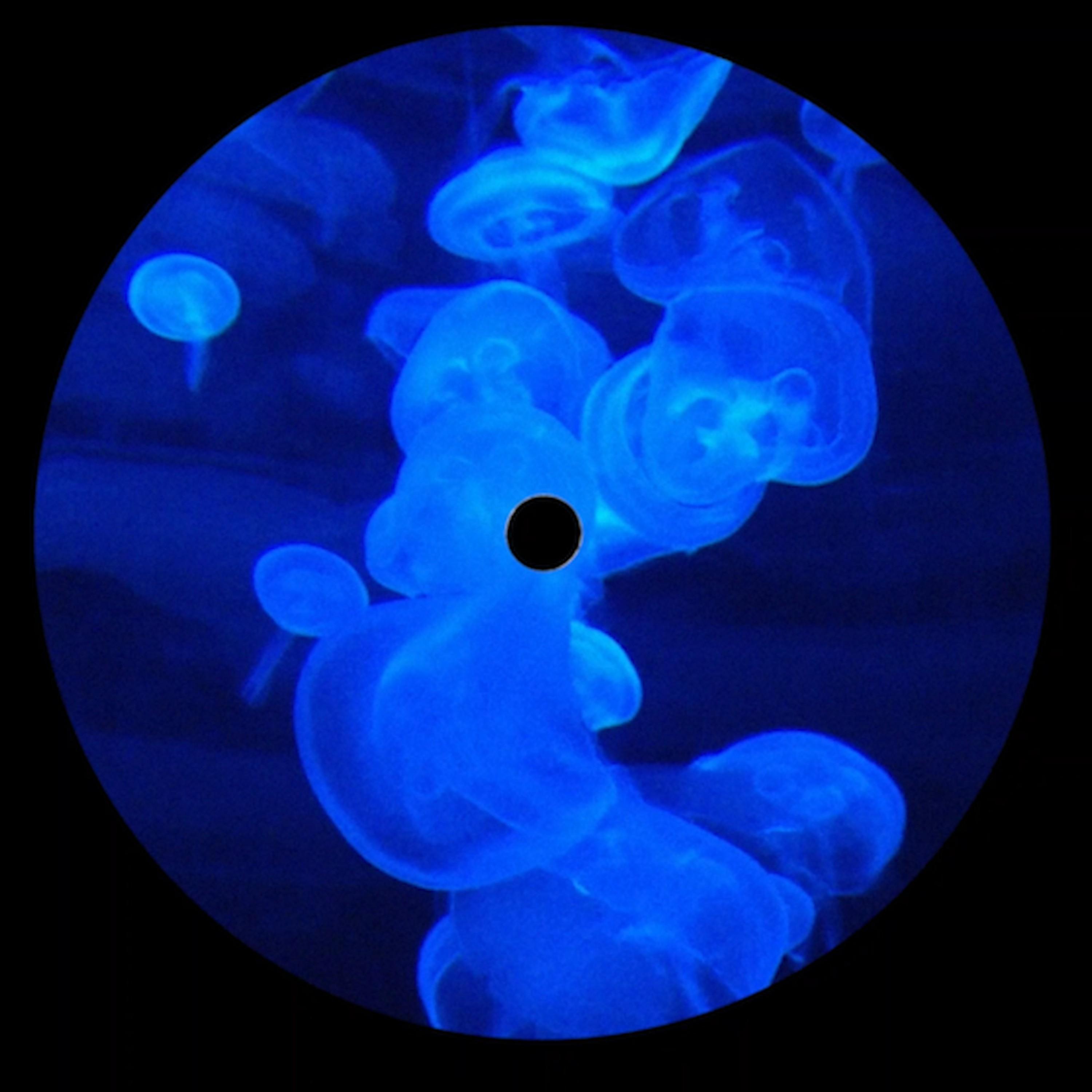 Jelly Fish Island (Short Version) - Jansen - 单曲 - 网易云音乐