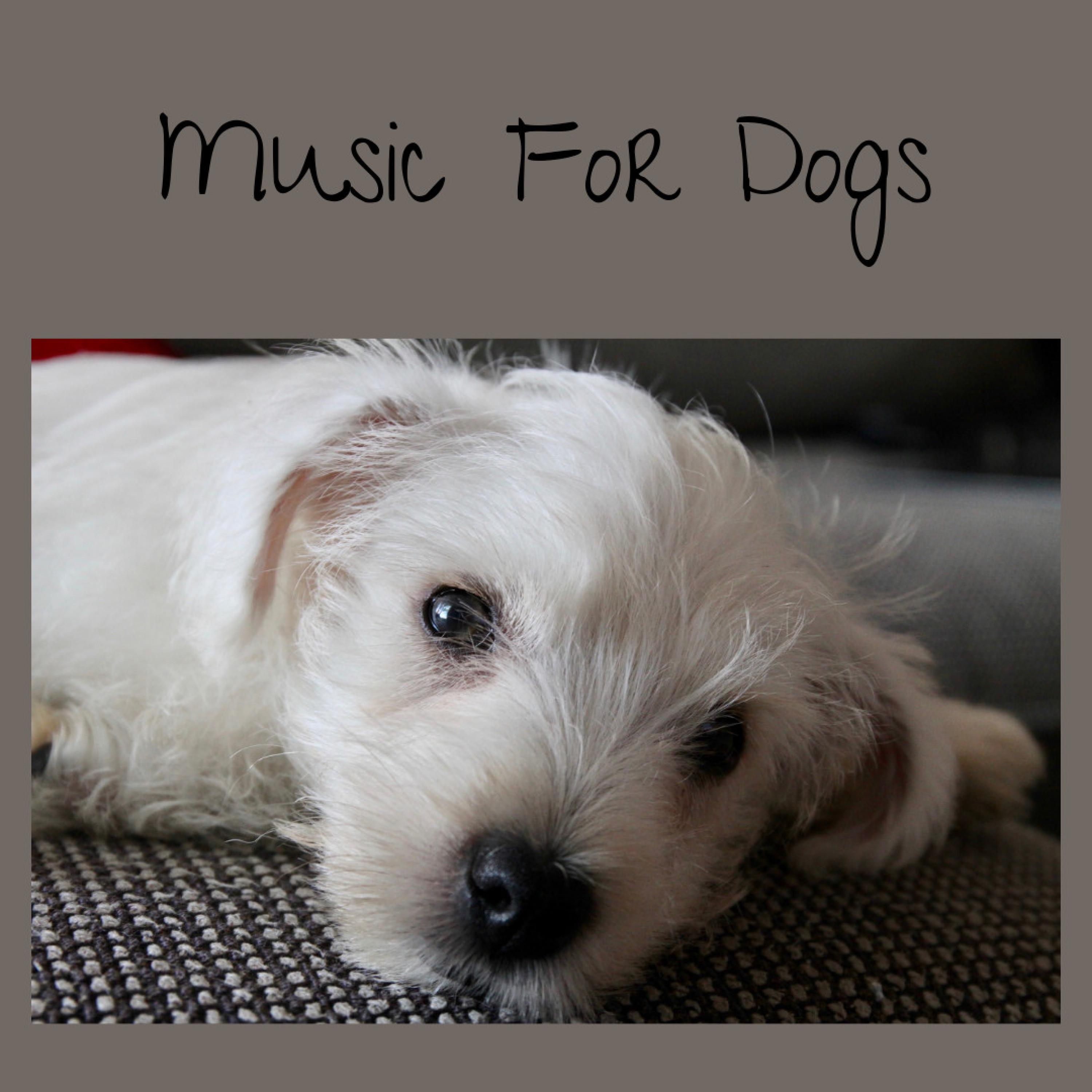 Music For Dogs - Music For Dogs - 专辑 - 网易云音乐