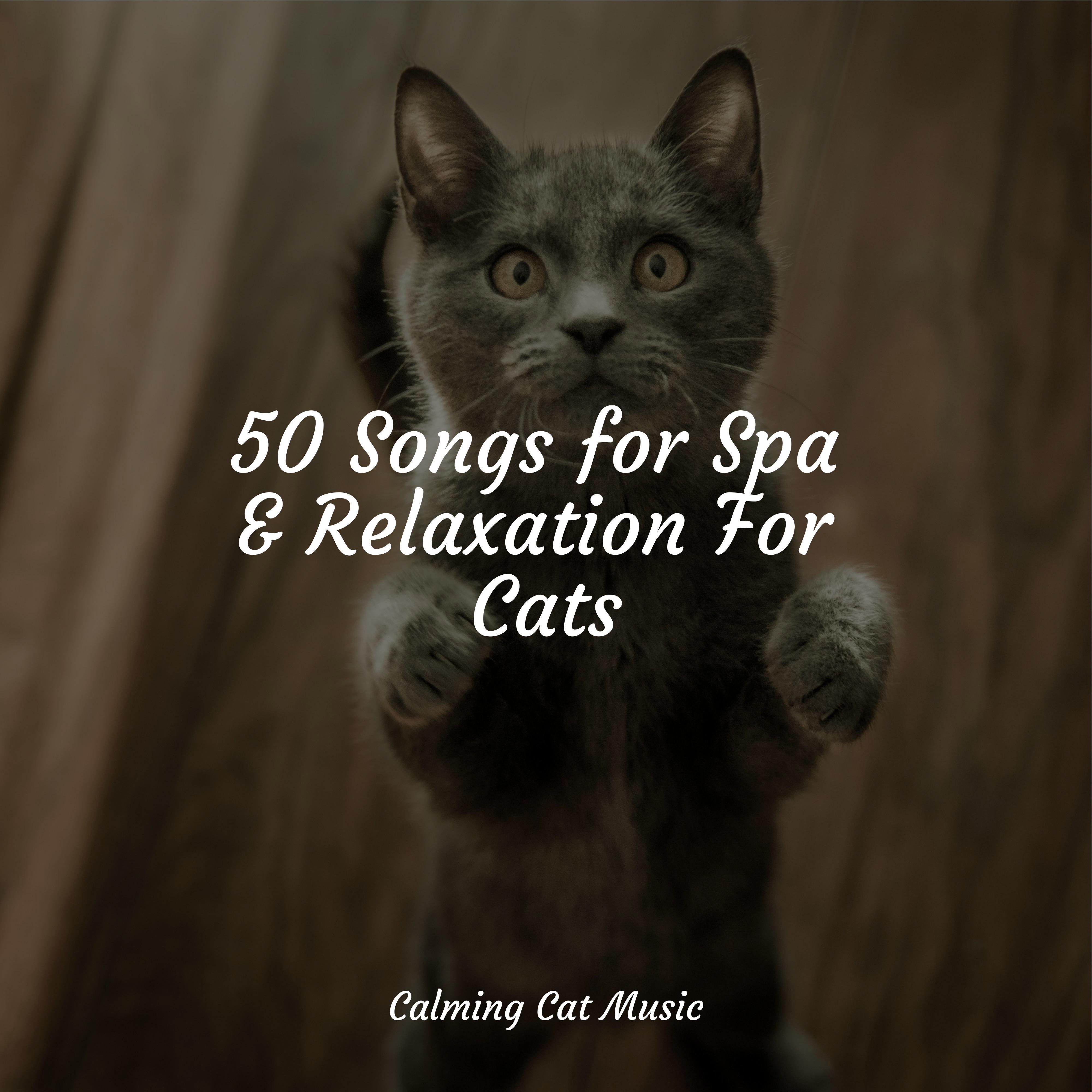 Take a Break - Music for Pets Library/Pet Care Club/Music for Cats TA ...