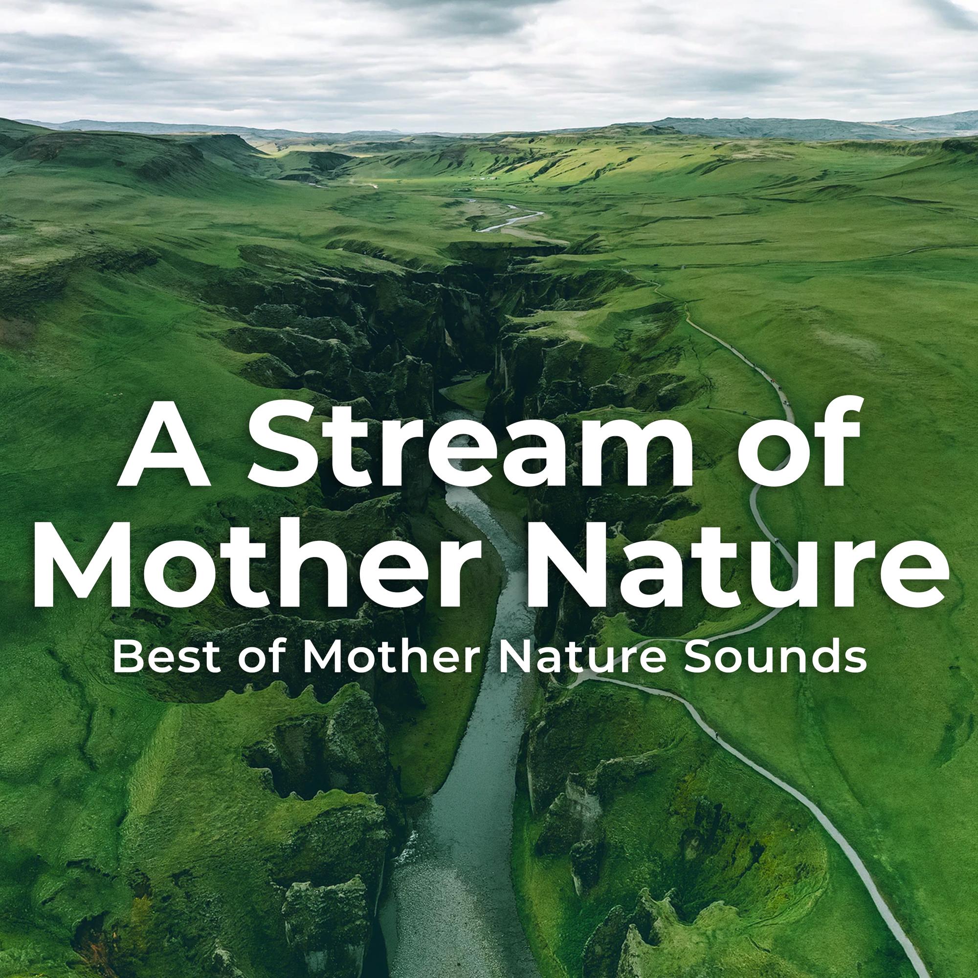 Stream Ecosystem - Best of Mother Nature Sounds - 单曲 - 网易云音乐