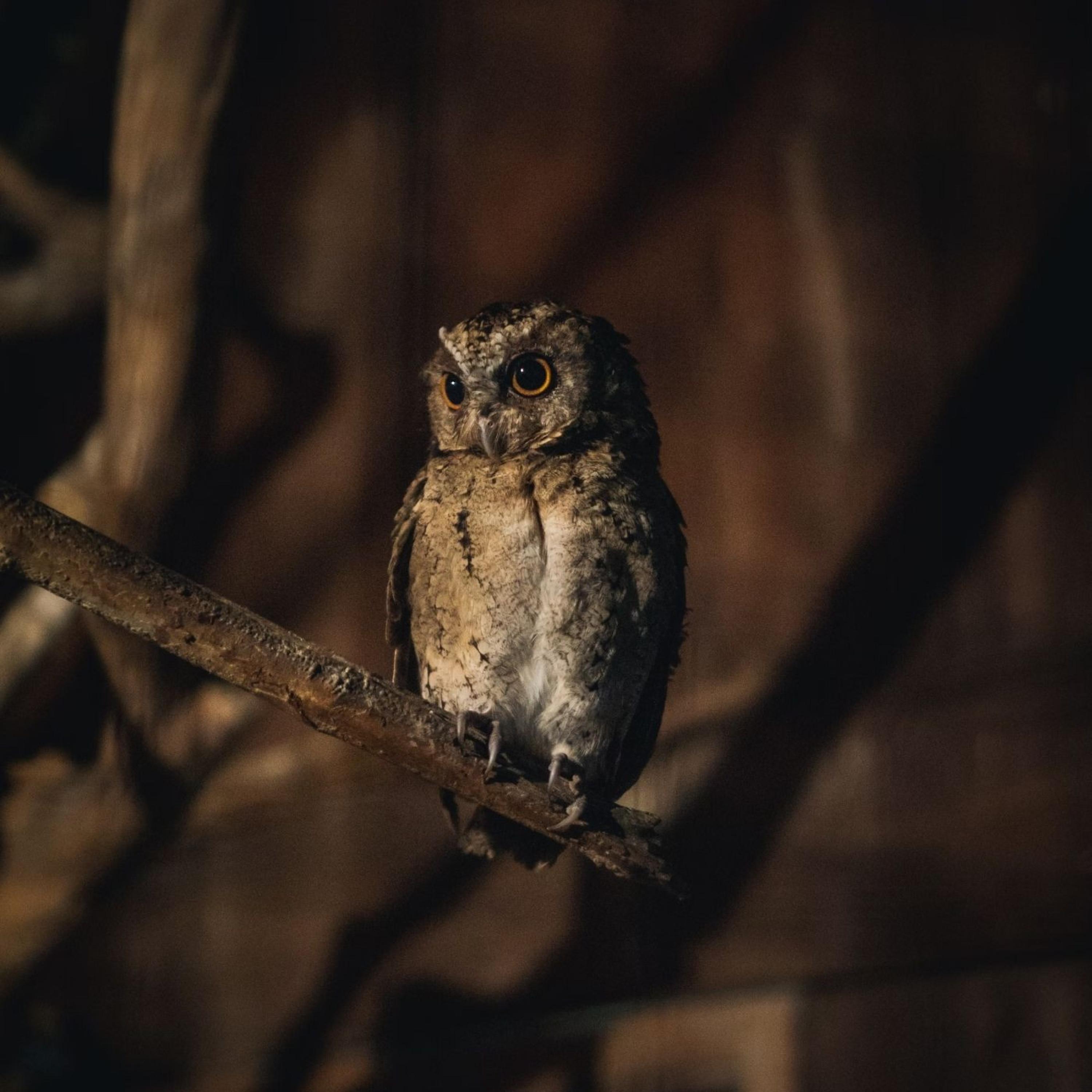 Moonlit Hoots: Owls for Ultimate Relaxation - Brown Owl Plays - 专辑 - 网易云音乐
