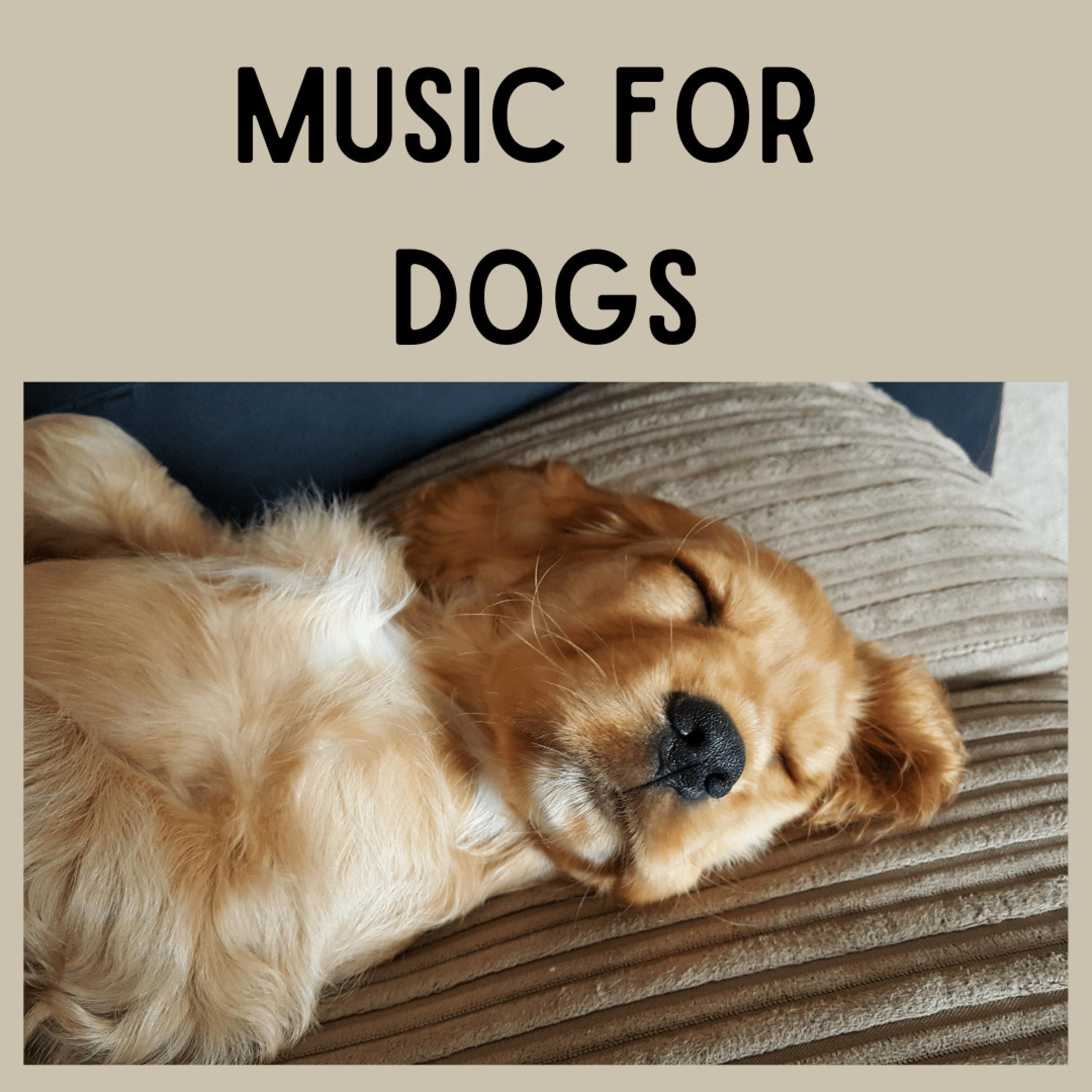 Background Dog Music - Music For Dogs/Music For Dogs Peace/Relaxing ...