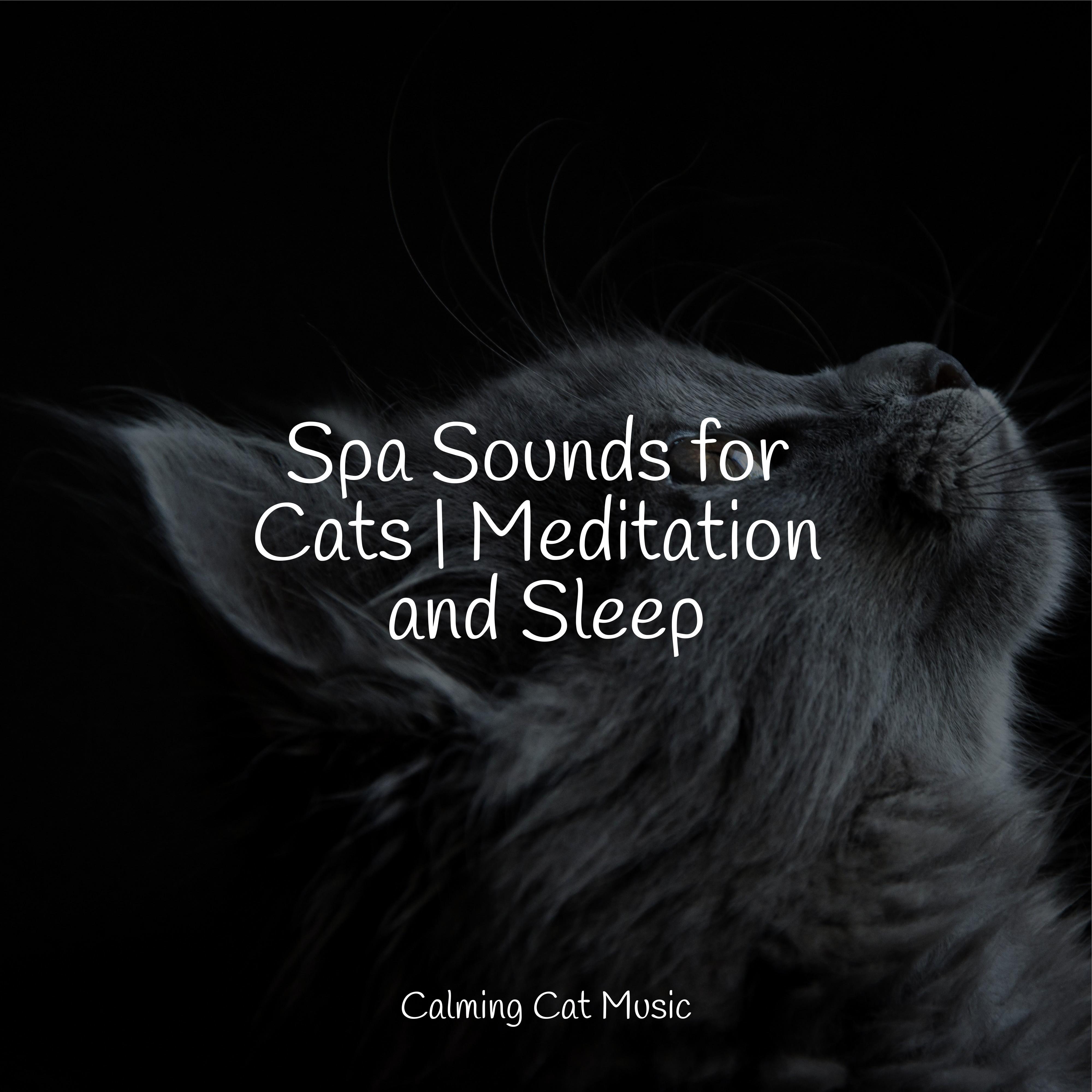 Bliss - Jazz Music Therapy for Cats/Music for Cats Project/Cat Music ...
