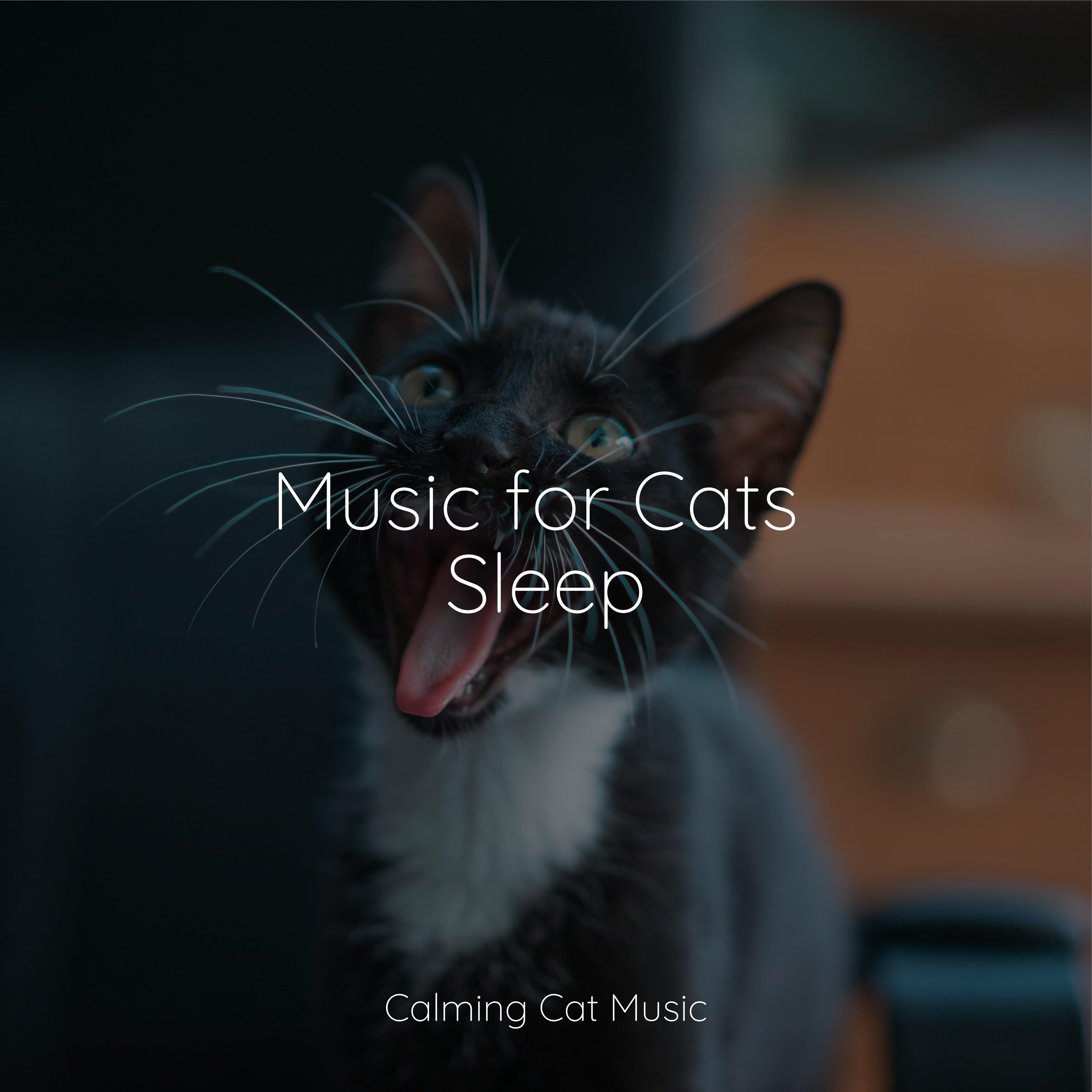 By the Campfire - Music for Cats Project/Jazz Music Therapy for Cats ...