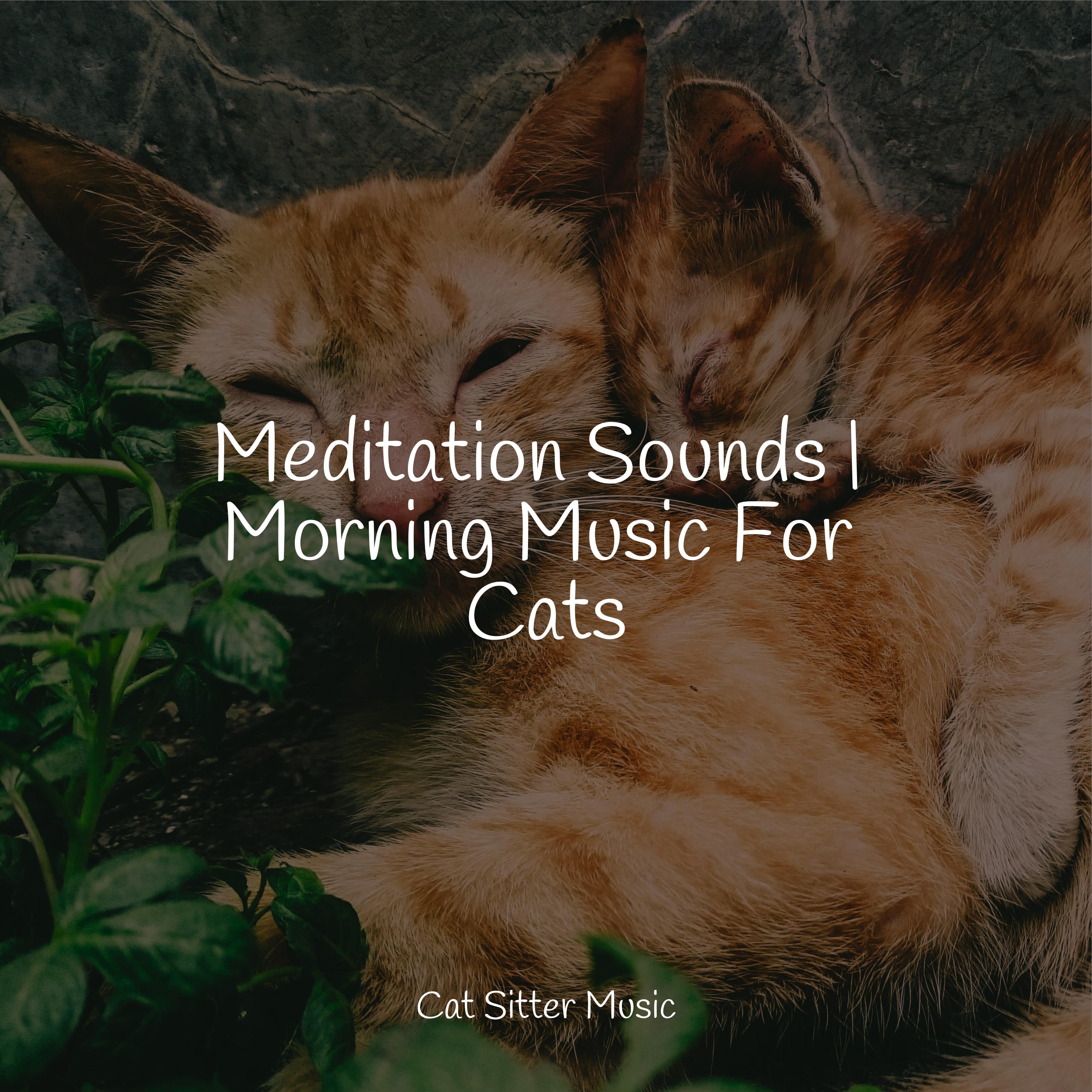 Meditation Sounds | Morning Music For Cats - Jazz Music for Cats - 专辑 ...