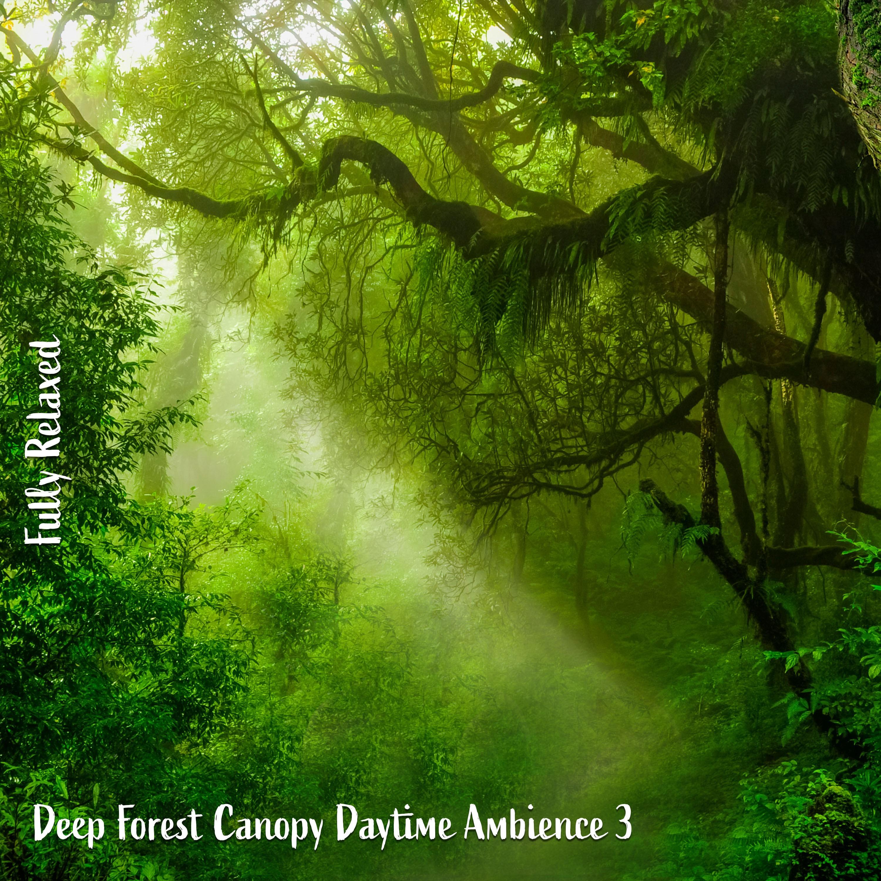 Deep Forest Canopy Daytime Ambience, Pt. 2 - Steve Brassel - 单曲 - 网易云音乐