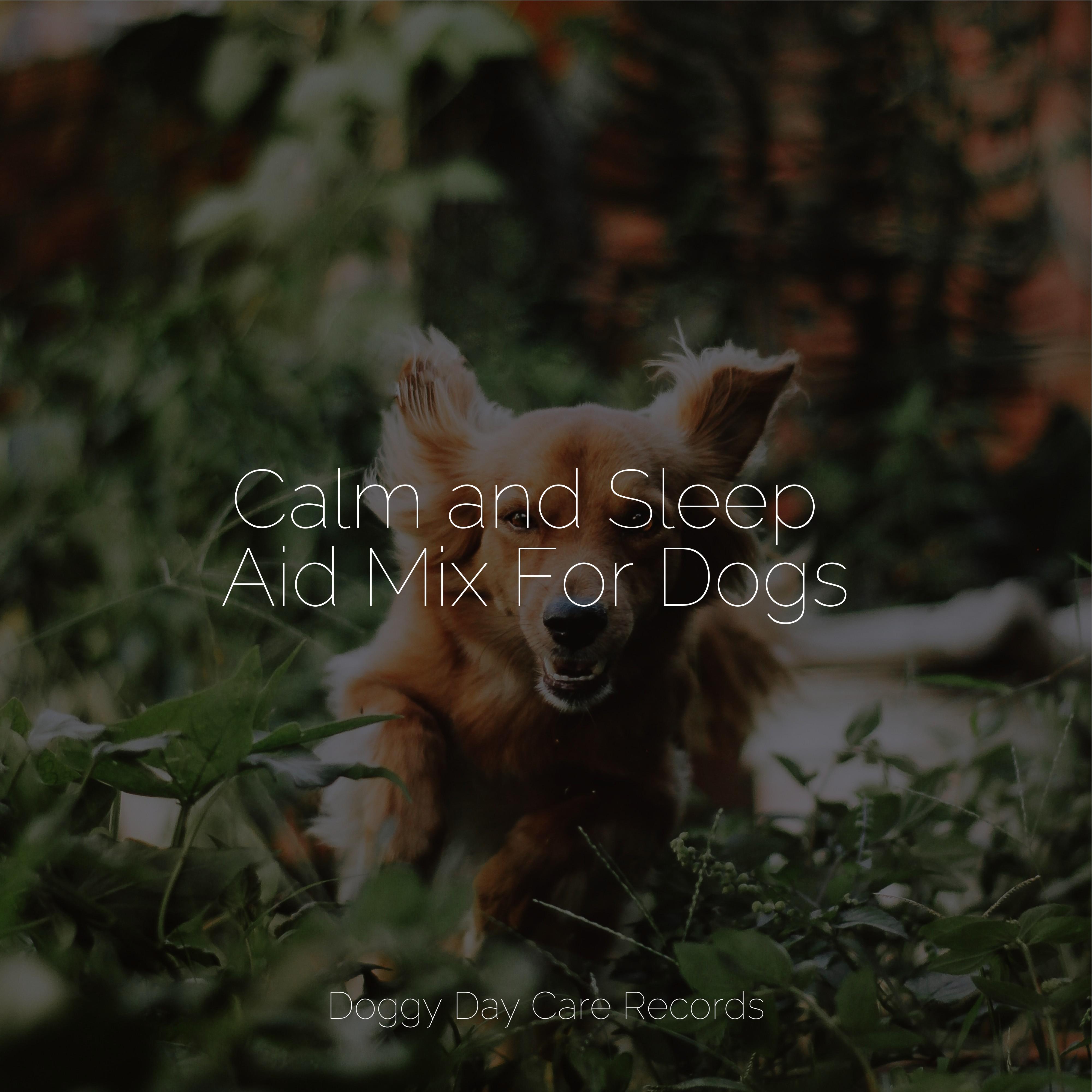 Calm and Sleep Aid Mix For Dogs - Calm Doggy - 专辑 - 网易云音乐