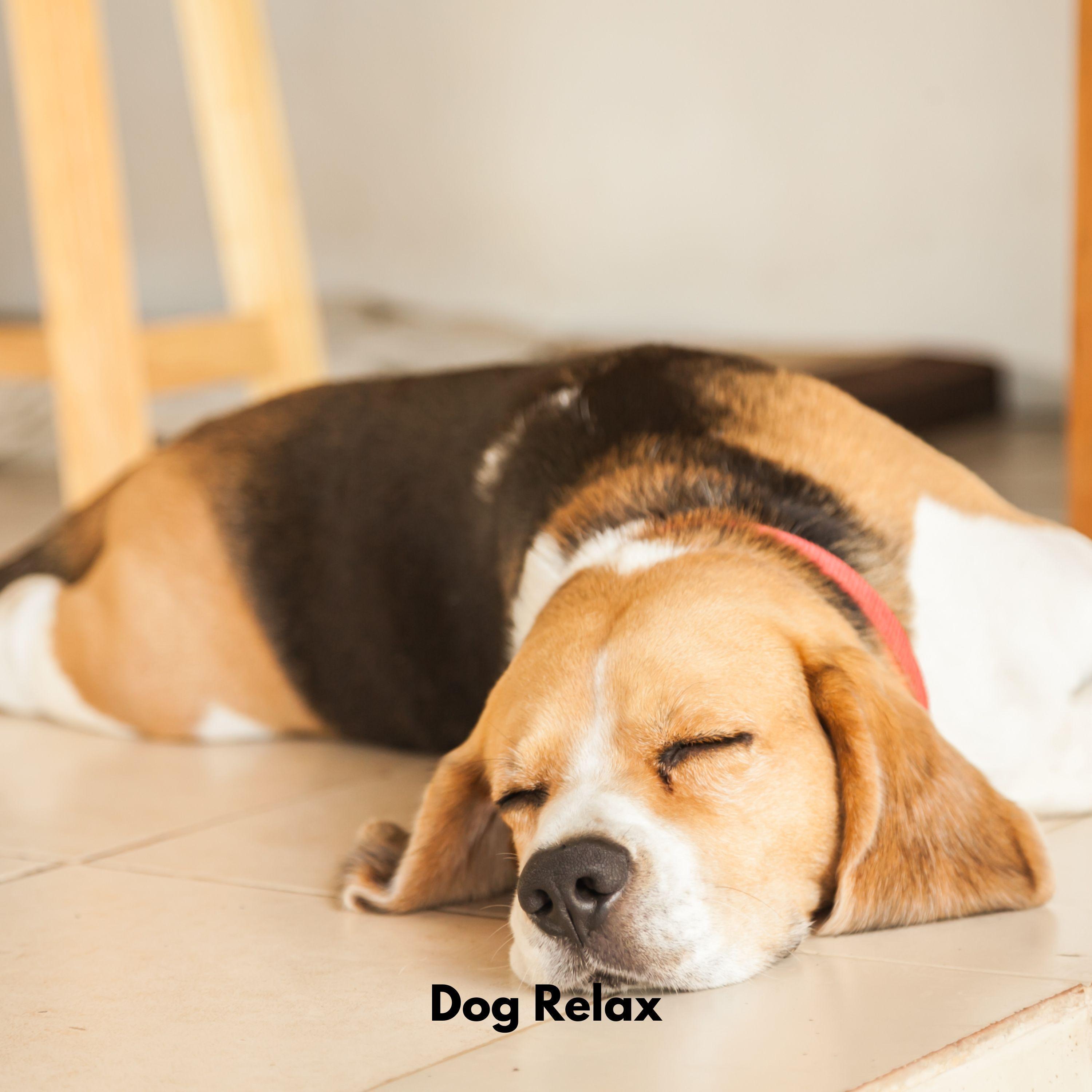 Canine Serenity Suite - Dog Calming Music/Dog Chill Out Music/Dog Music ...