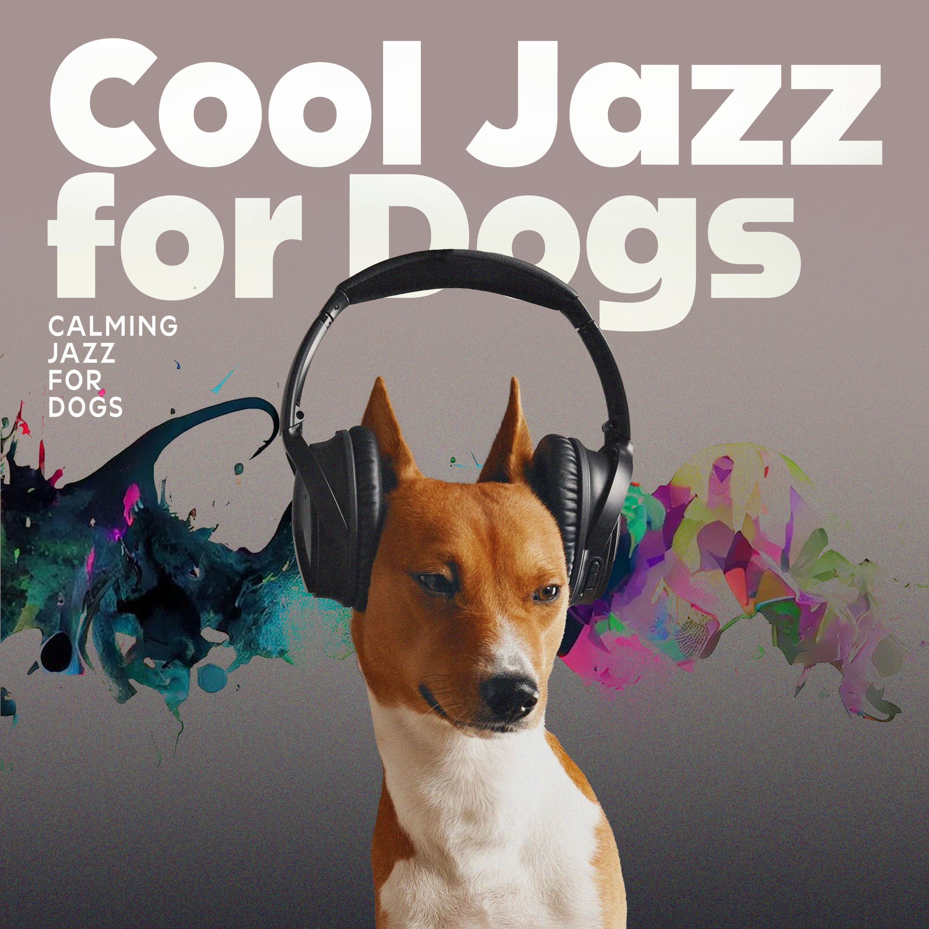 Display Sensation - Calming Jazz For Dogs - 单曲 - 网易云音乐