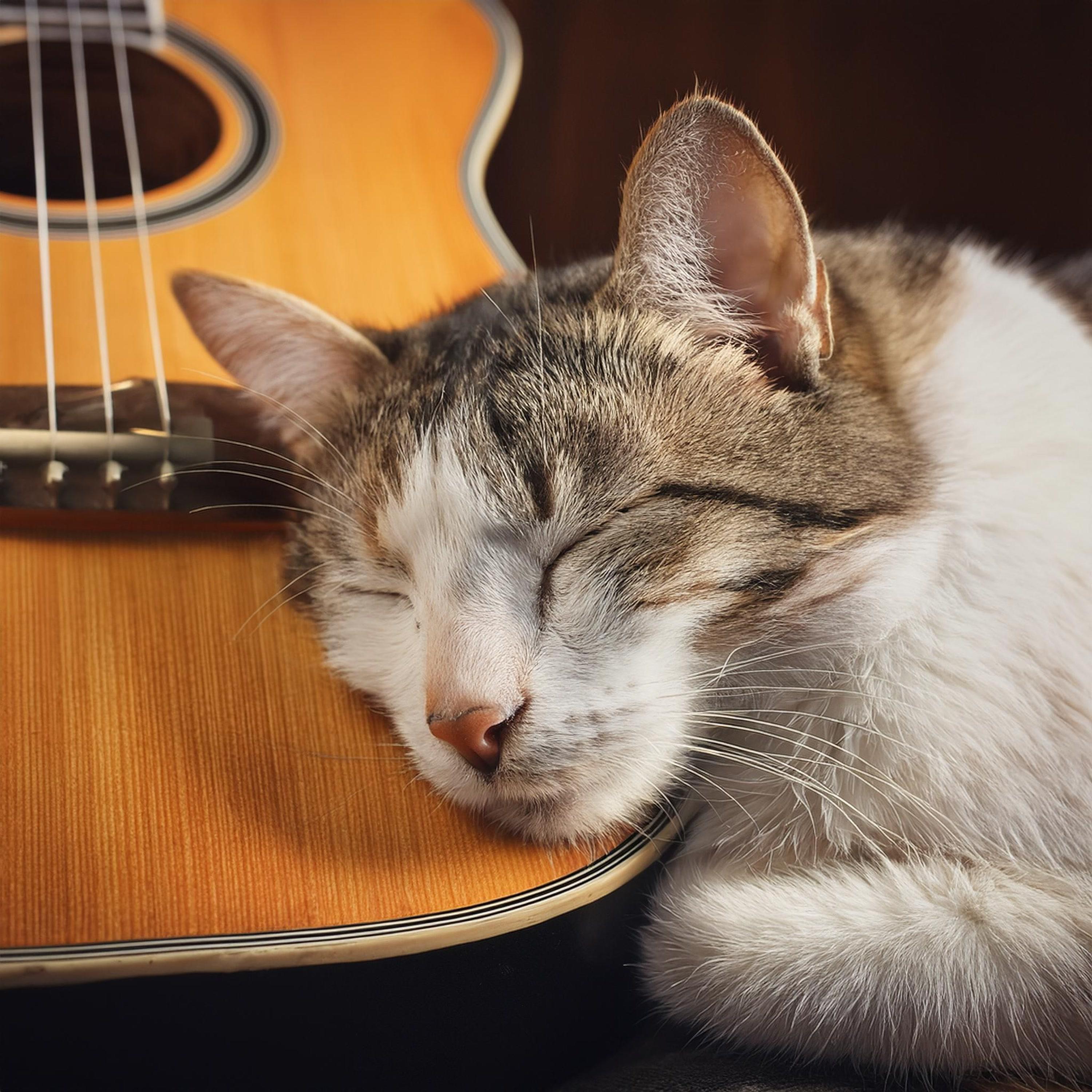 Ritmos Para Relajar A Tu Gato - Guitarra Relajante Musica De Fondo ...