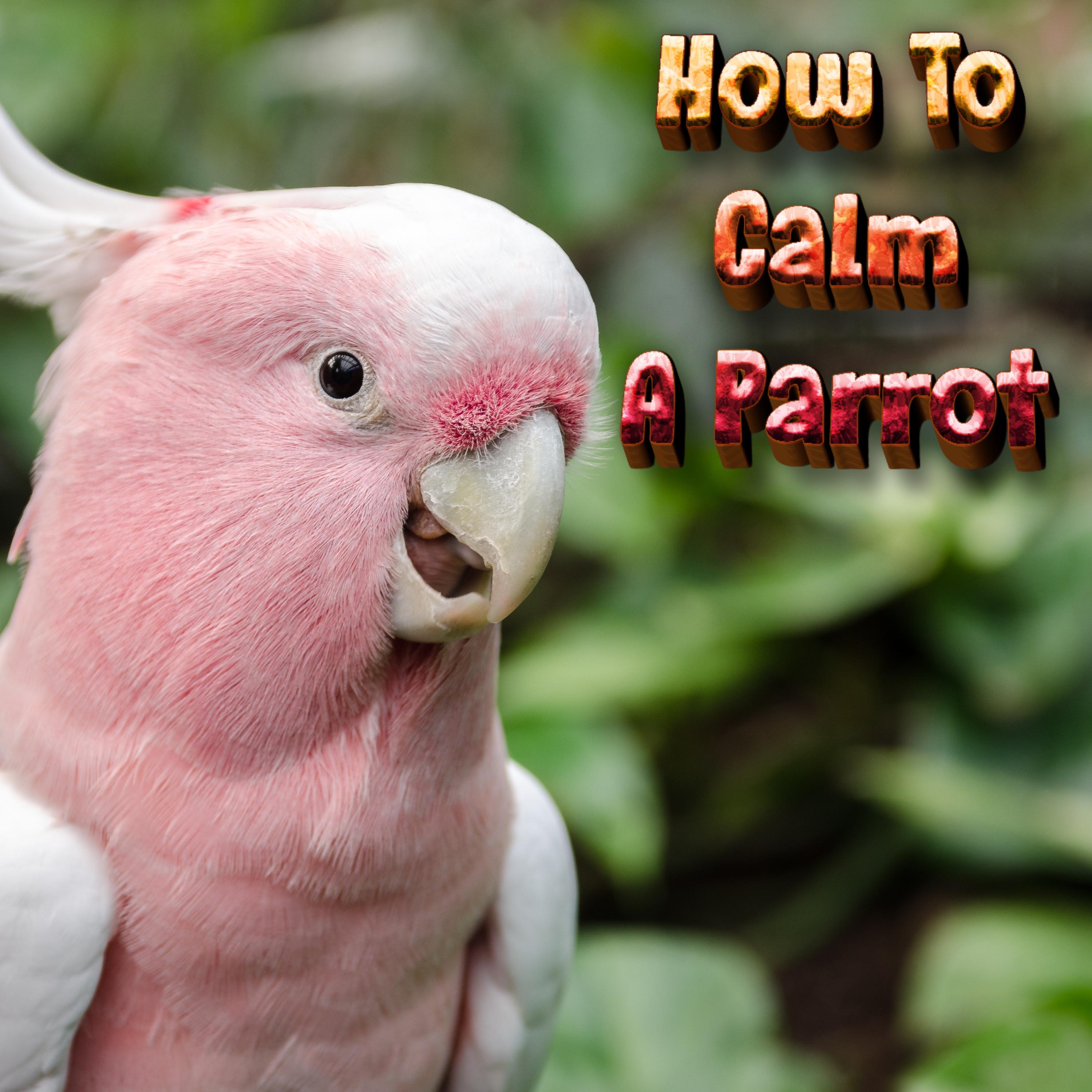 Relaxing Music To Help Birds Go To Sleep - How To Calm A Parrot - 专辑 ...