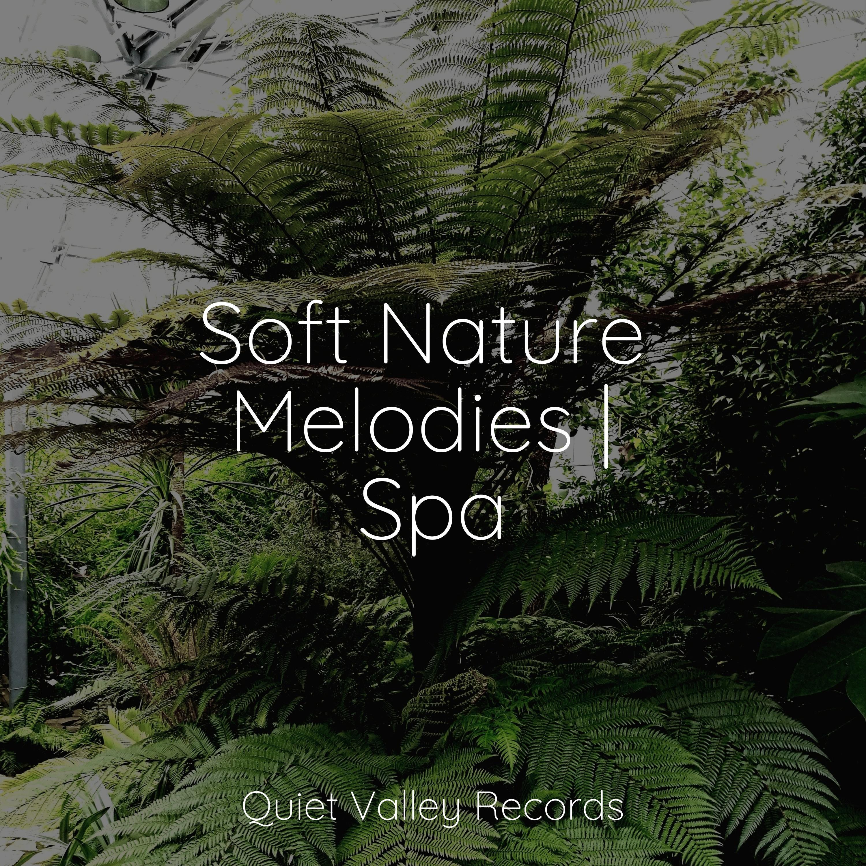 Soft Nature Melodies | Spa - Sleepy Night Music - 专辑 - 网易云音乐