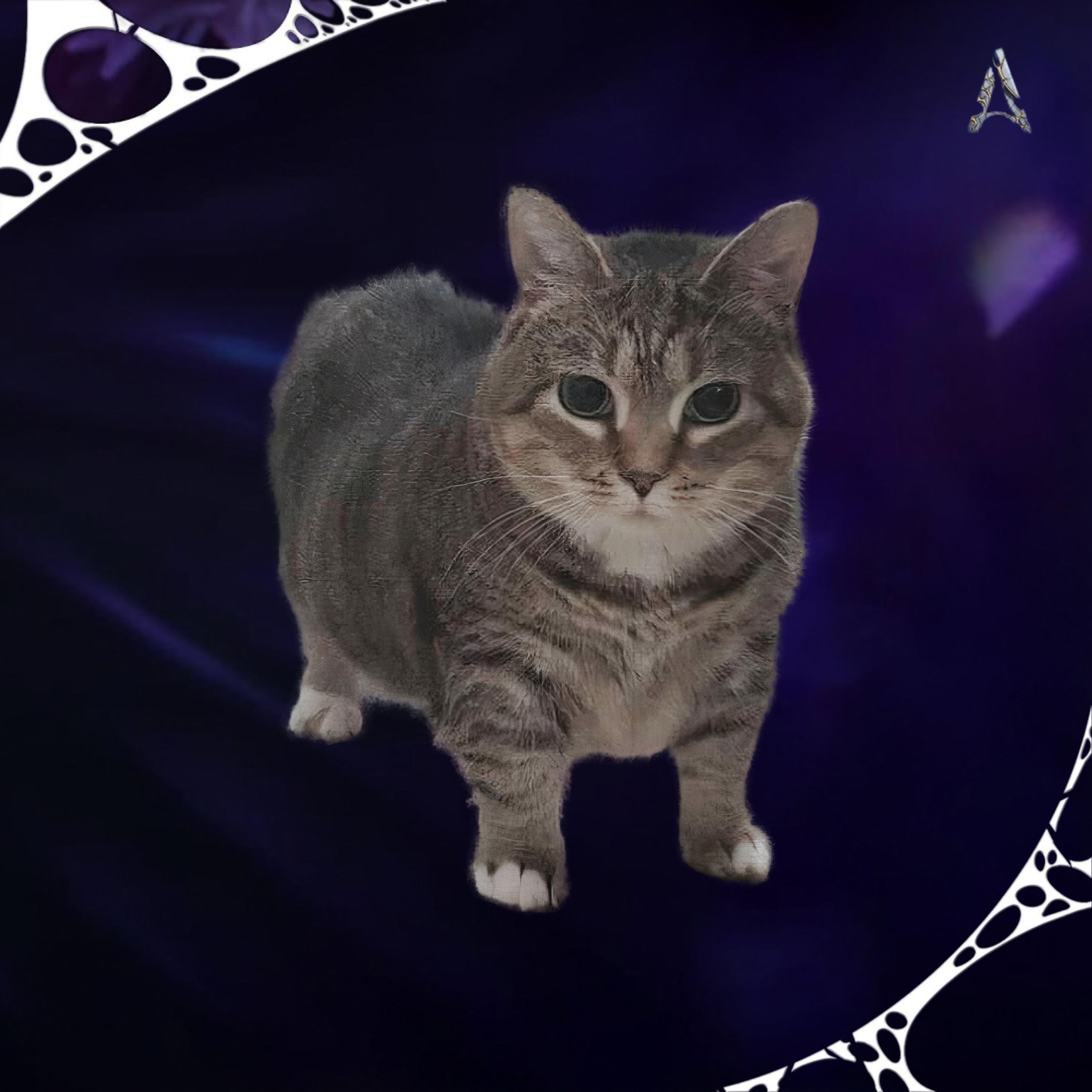 Arcane Oiia - Uiia Cat - 单曲 - 网易云音乐