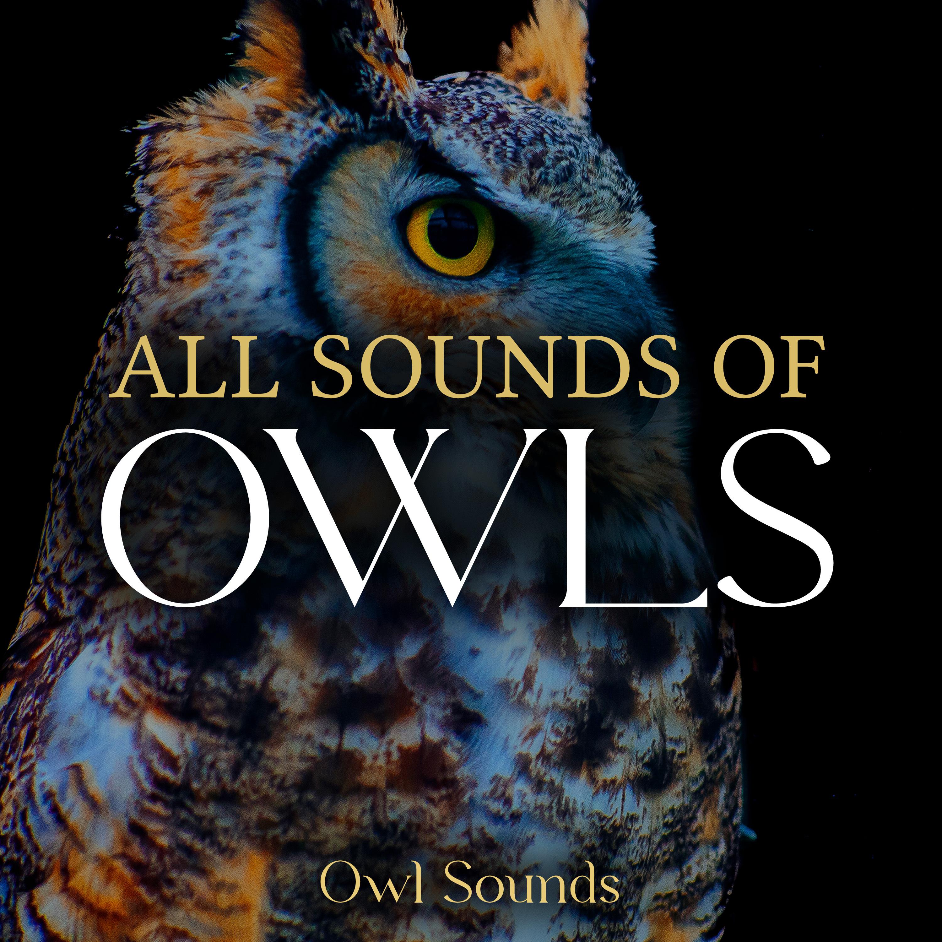 Gloaming Screeches - Owl Sounds - 单曲 - 网易云音乐