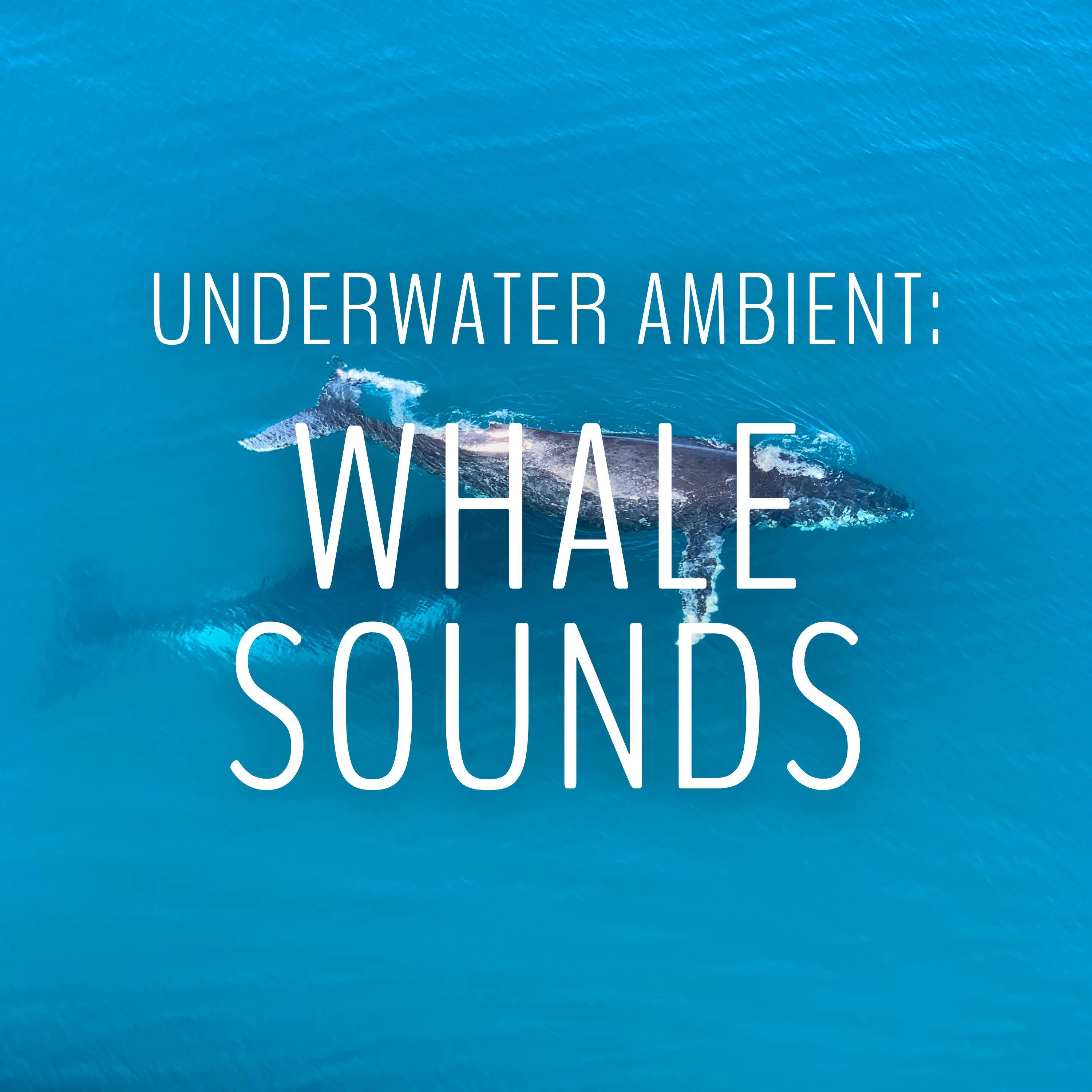 Deep Whale Songs - Whale Sounds/Nature Sounds Nature Music/Whale Sounds ...