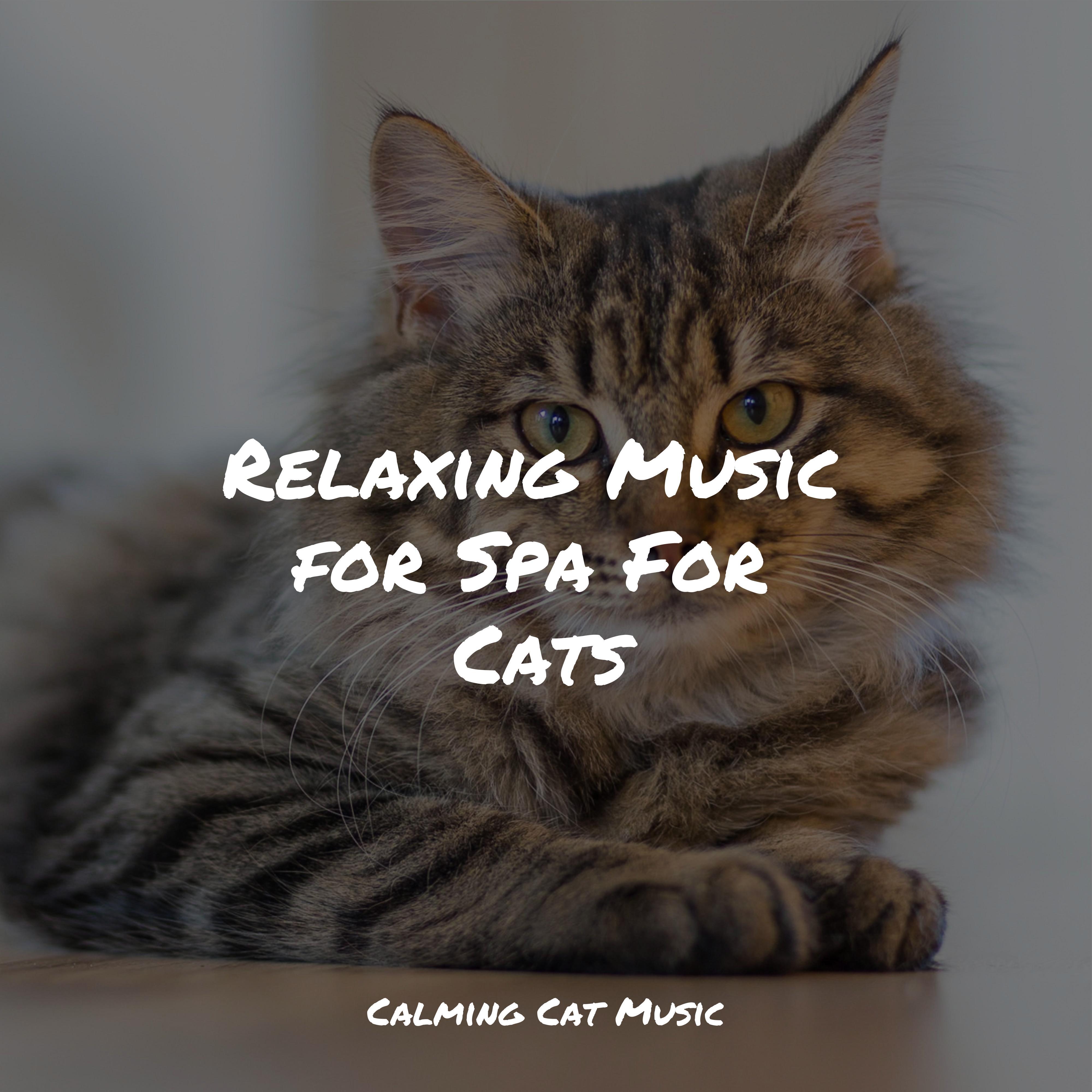 Pacific Dreams - Music For Cats Peace/Calm Music for Cats/Official Pet ...