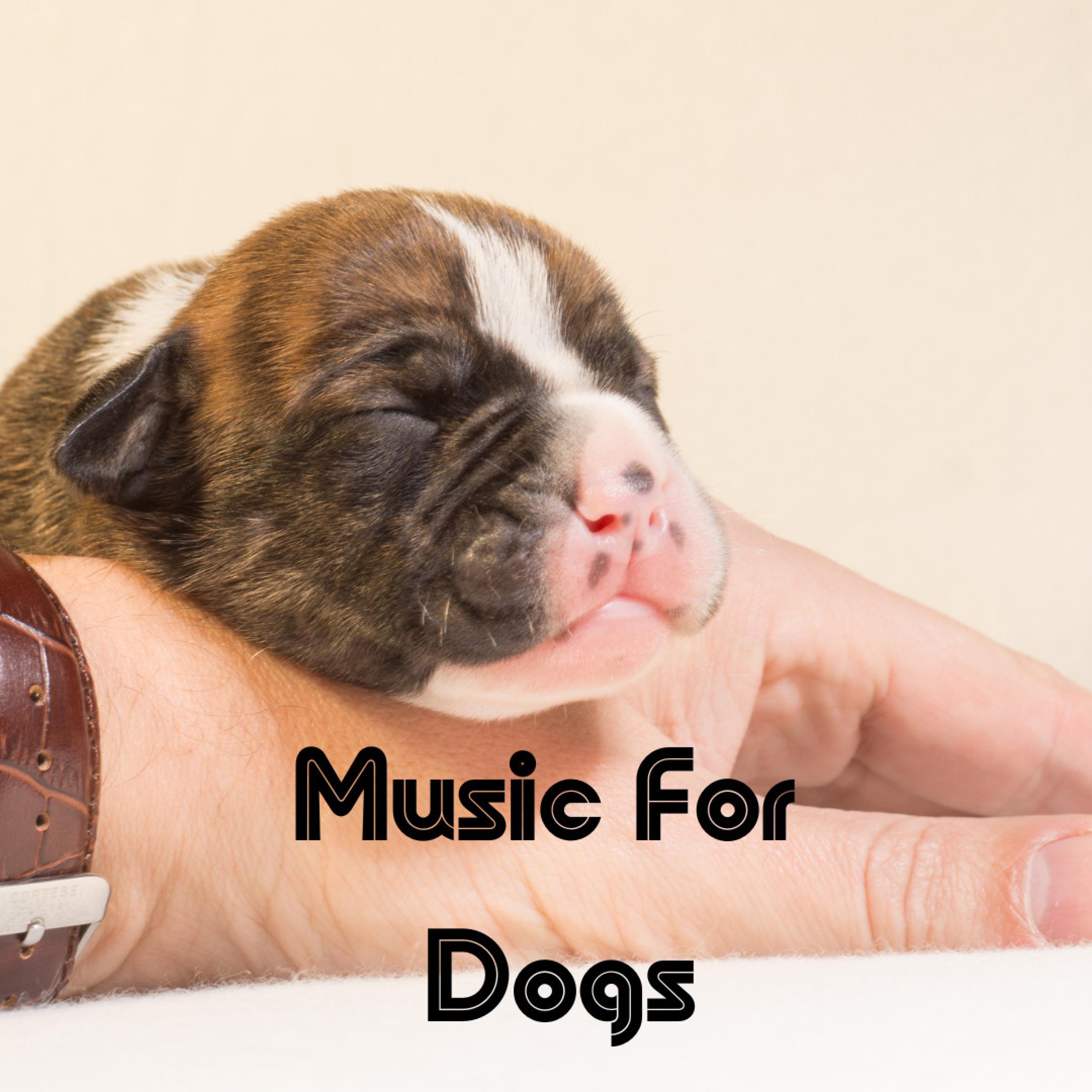 Unwinding Time - Music For Dogs/Music For Dogs Peace/Relaxing Puppy ...