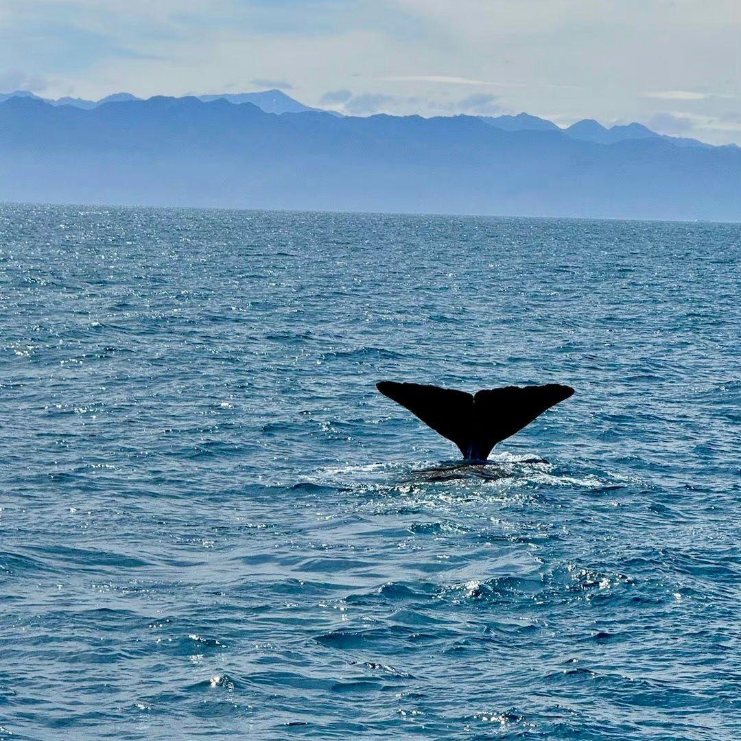 Wellerman - 花梦旅人 - 单曲 - 网易云音乐