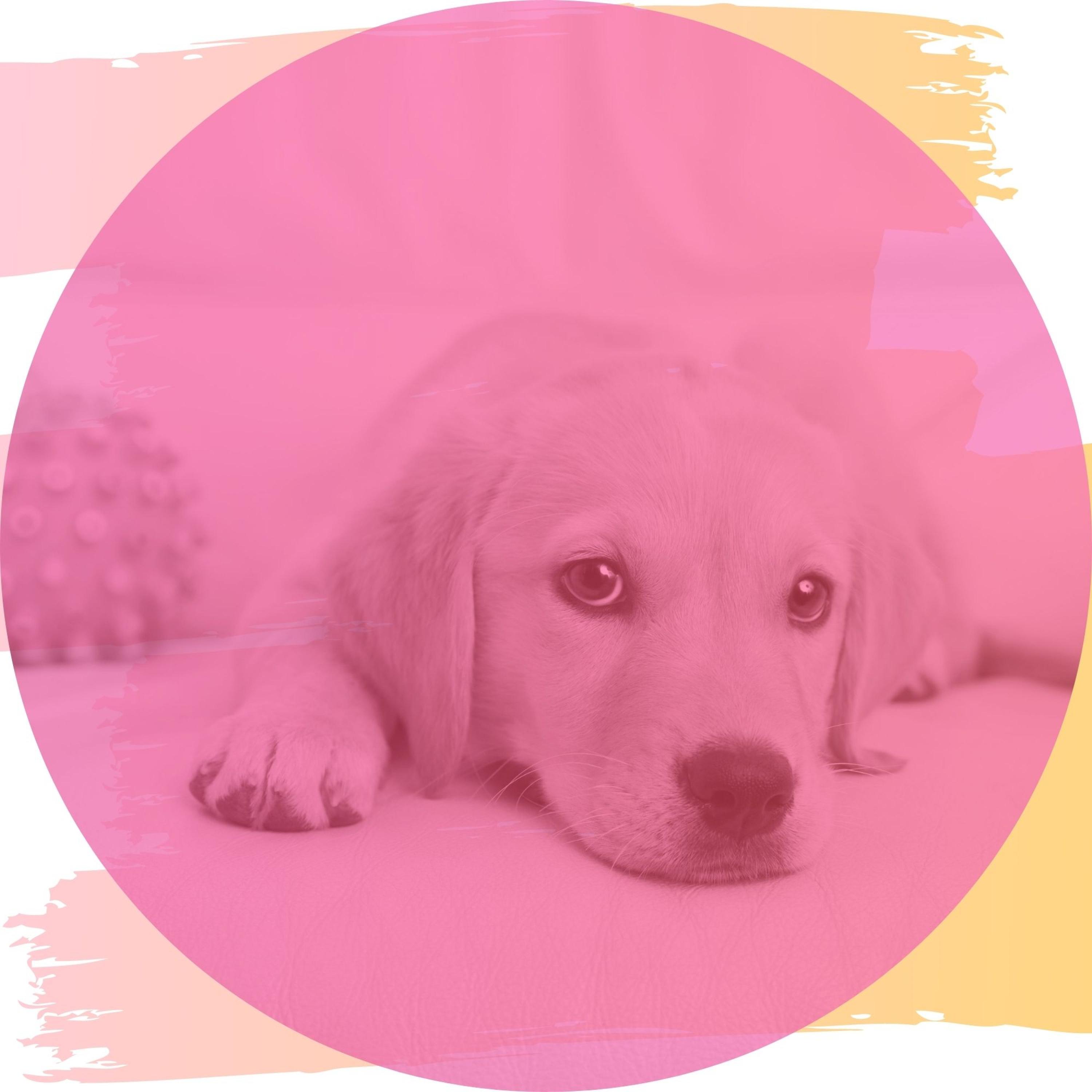 Breathtaking Harps and Guitars - Vibe for Dog Training - Relaxing Dog ...