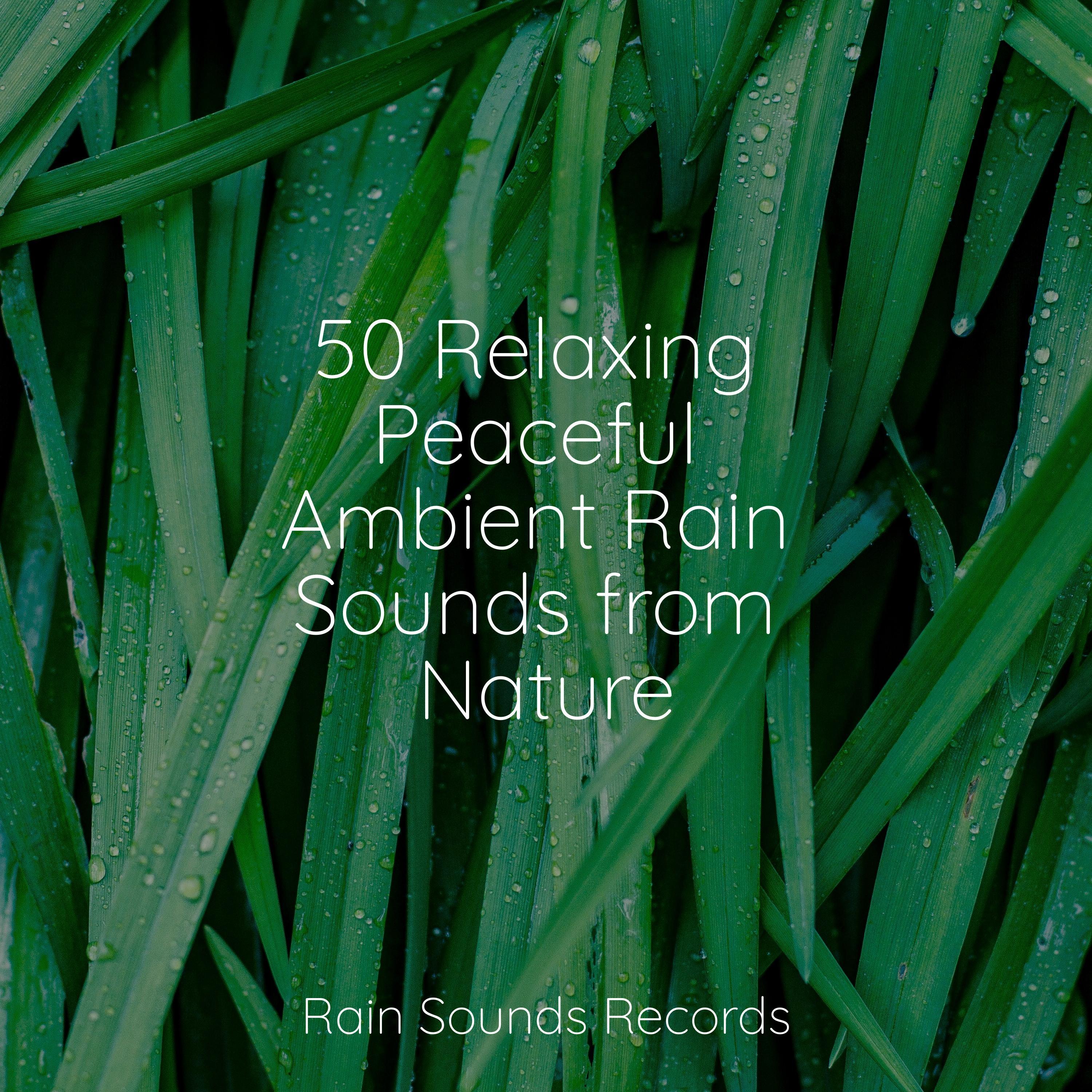 50 Relaxing Peaceful Ambient Rain Sounds from Nature - Musica Relajante ...