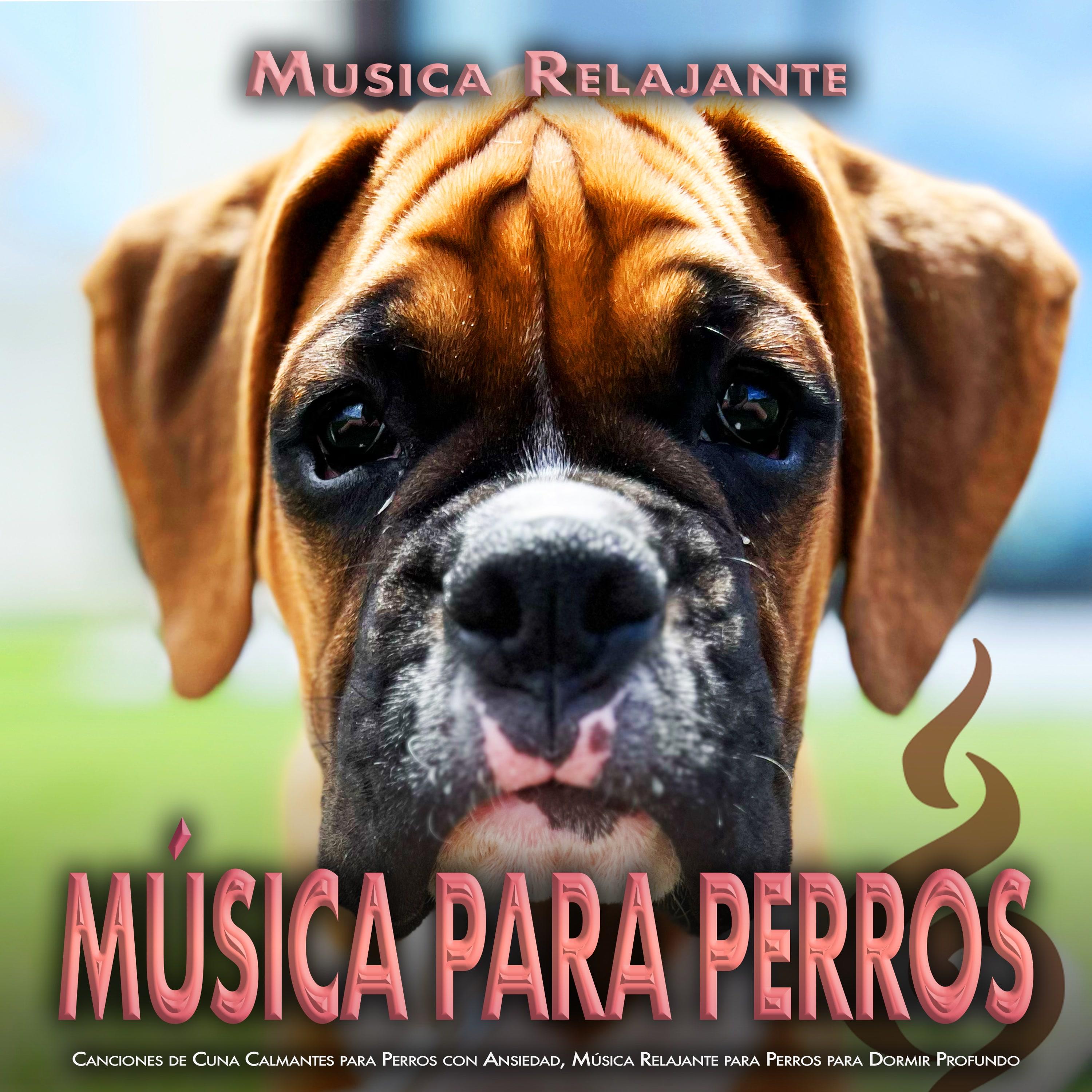 Música Instrumental Para Perros - Musica Relajante/Música Para Dormir A ...