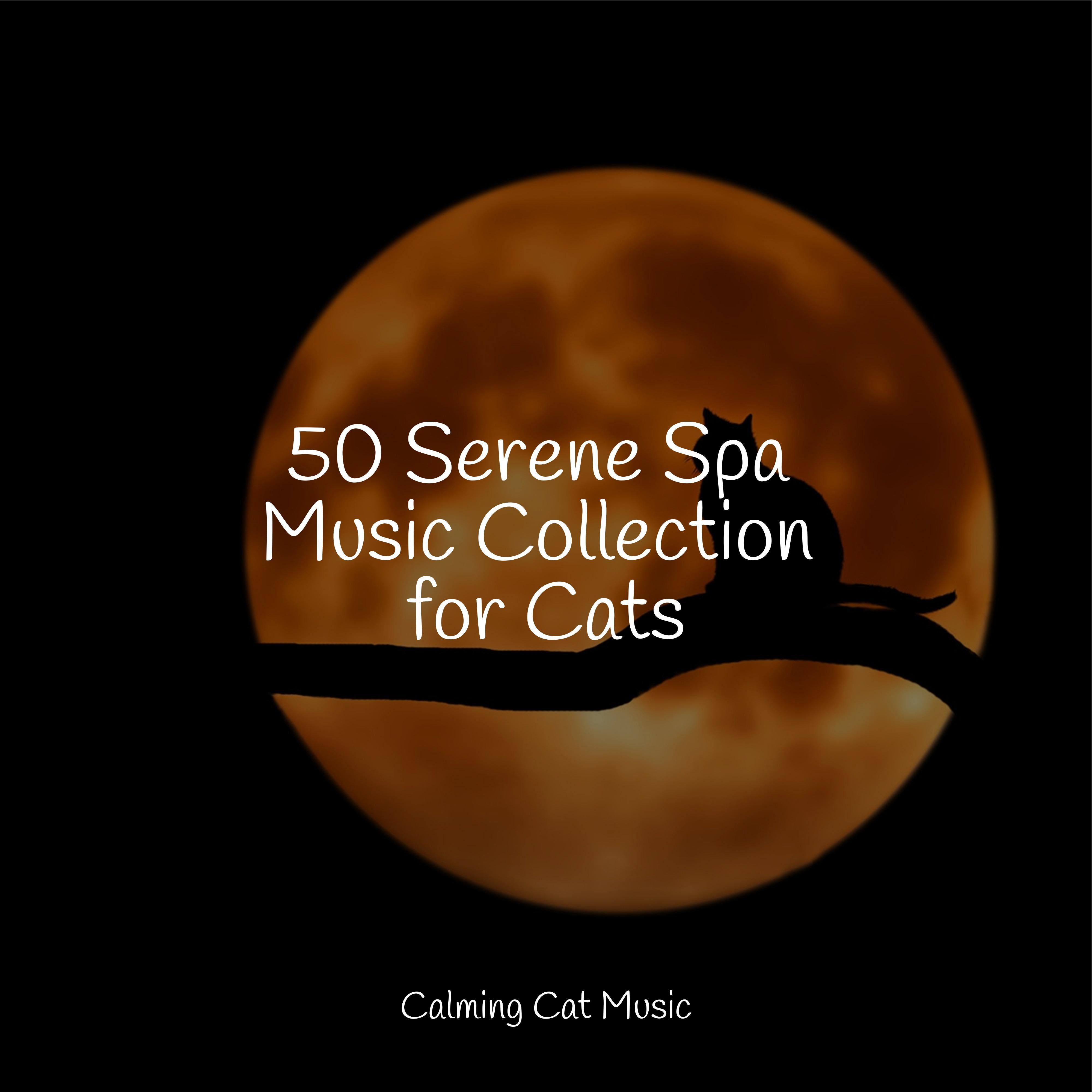 Lazy Morning - Cat Music Therapy/Jazz Music Therapy for Cats/Jazz Music ...