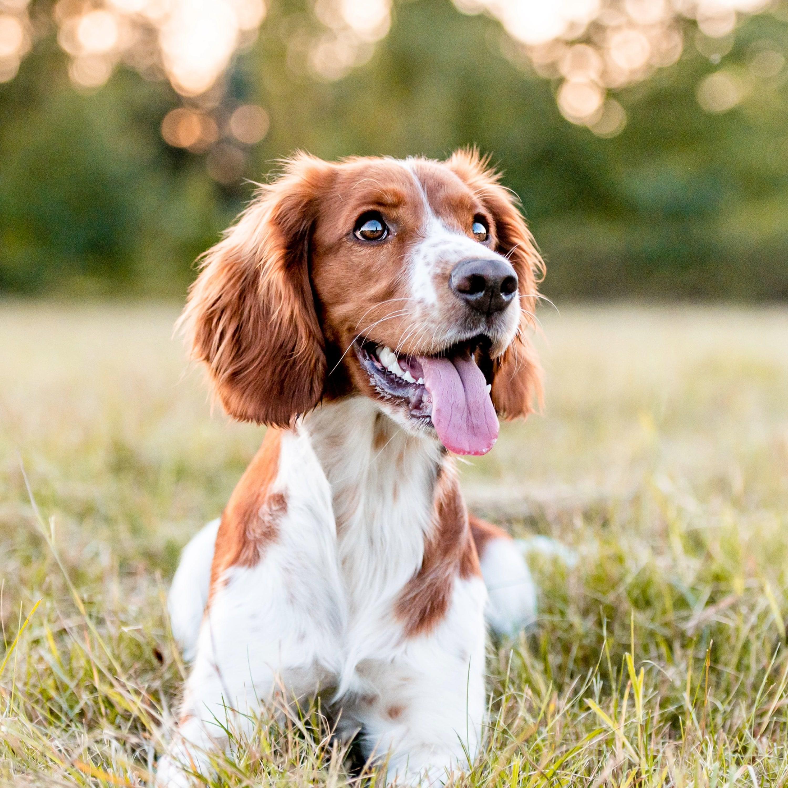 Tranquil Tones Canine Calm - Beta Brainwave/Dog Jazz Music Vintage/Dog ...