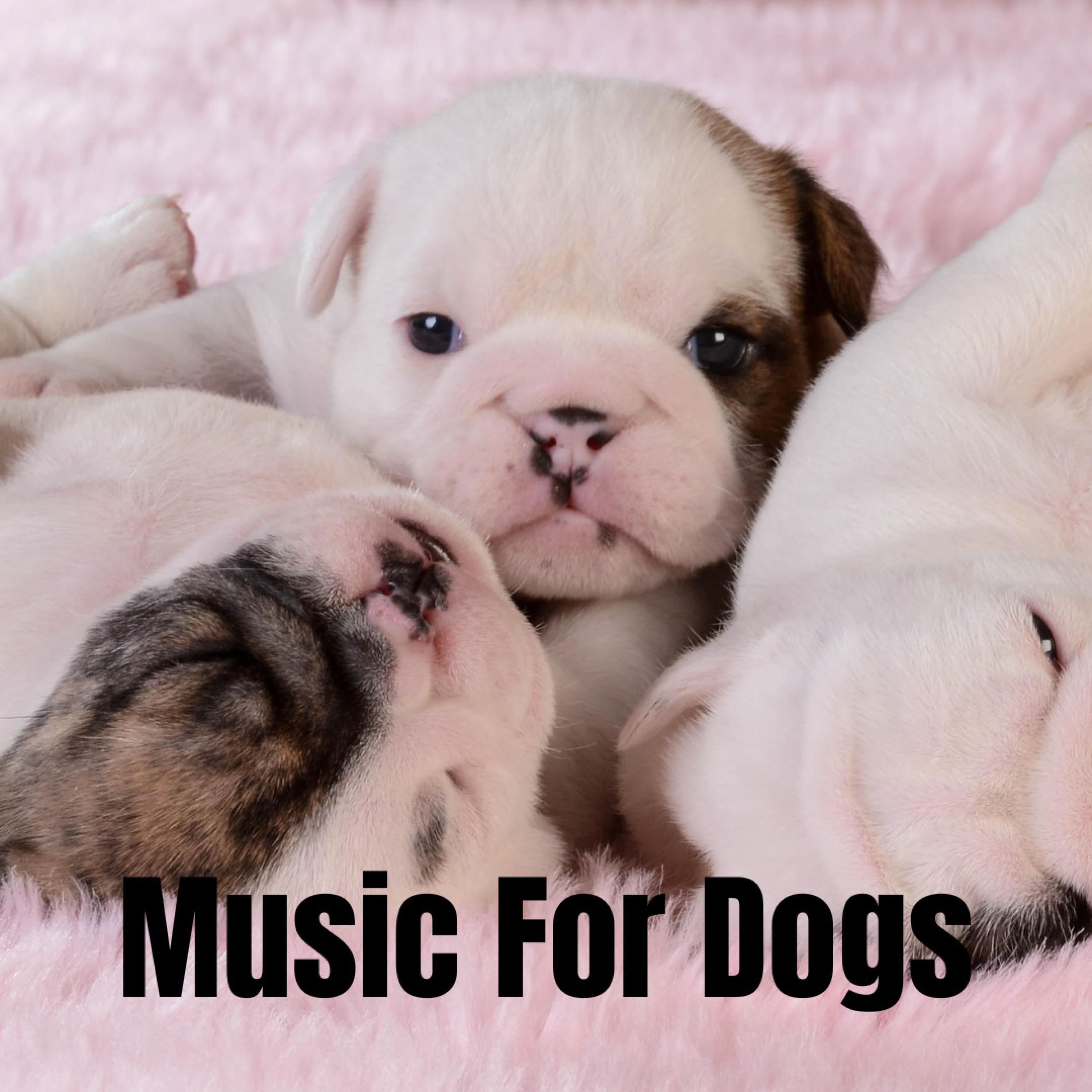 Relax my Dog - Music For Dogs/Music For Dogs Peace/Calm Pets Music ...