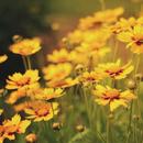 gfdgdf - 木先生 - 单曲 - 网易云音乐