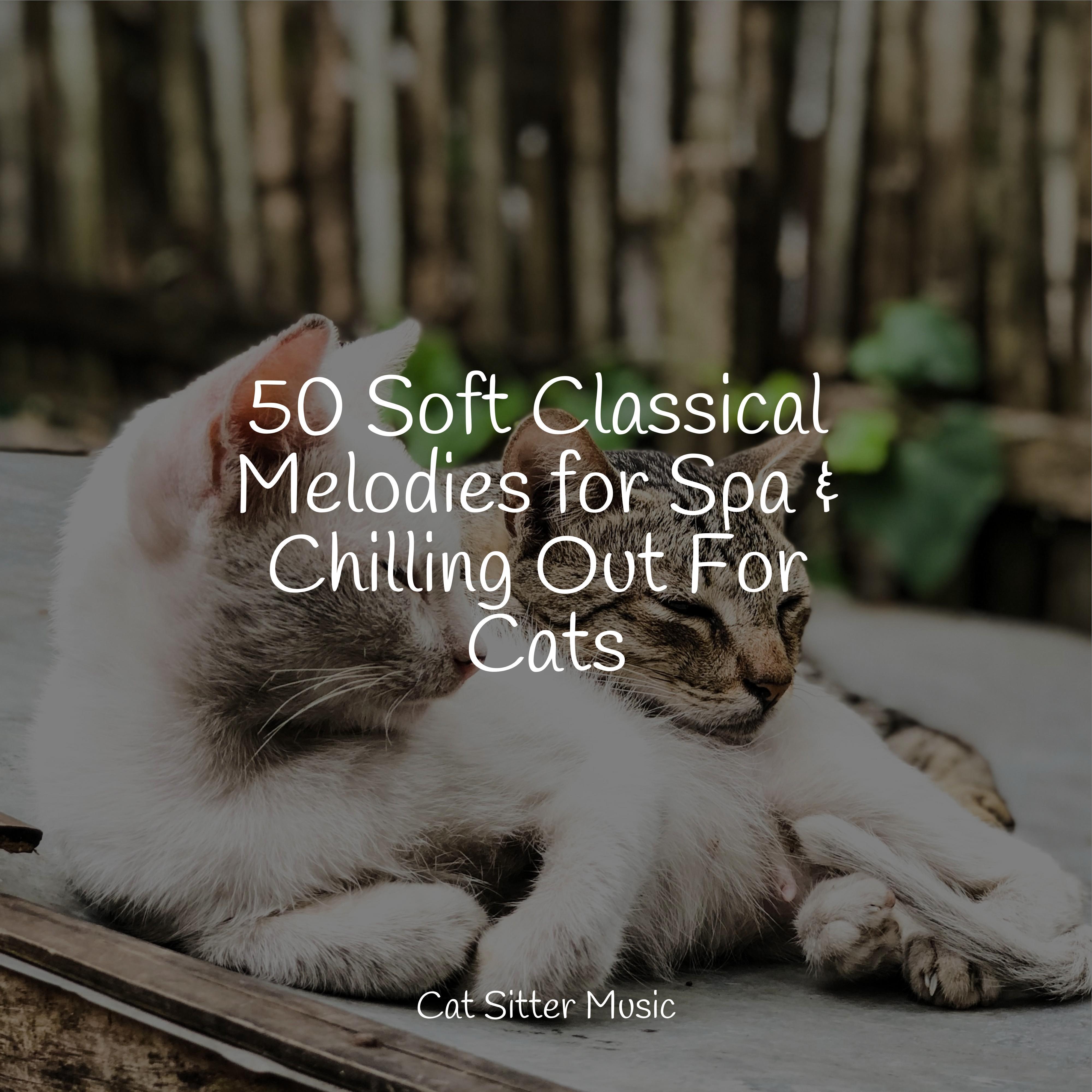 50 Soft Classical Melodies for Spa & Chilling Out For Cats - Music for ...